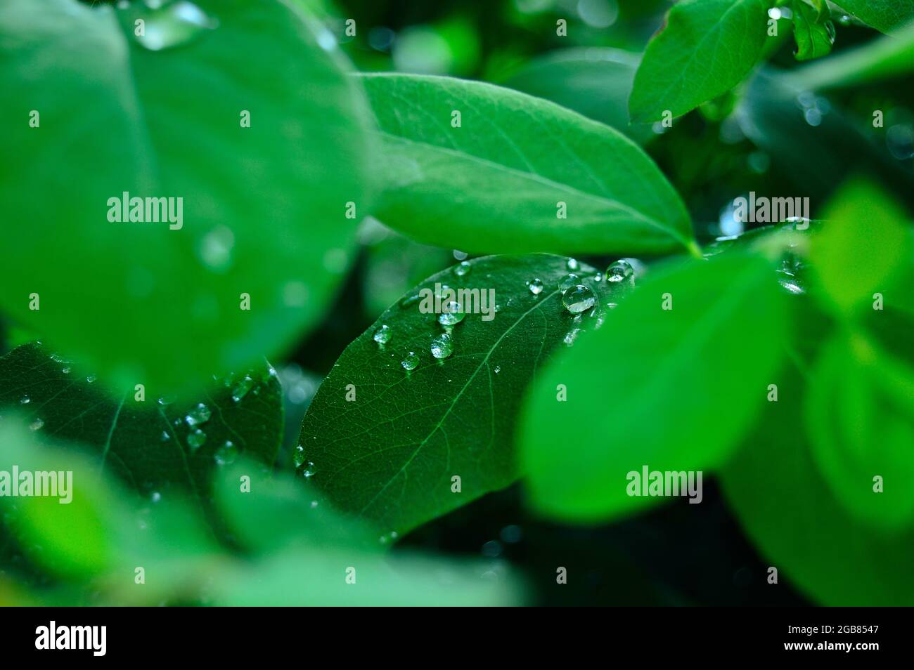 Mist droplets on plants hi-res stock photography and images - Alamy
