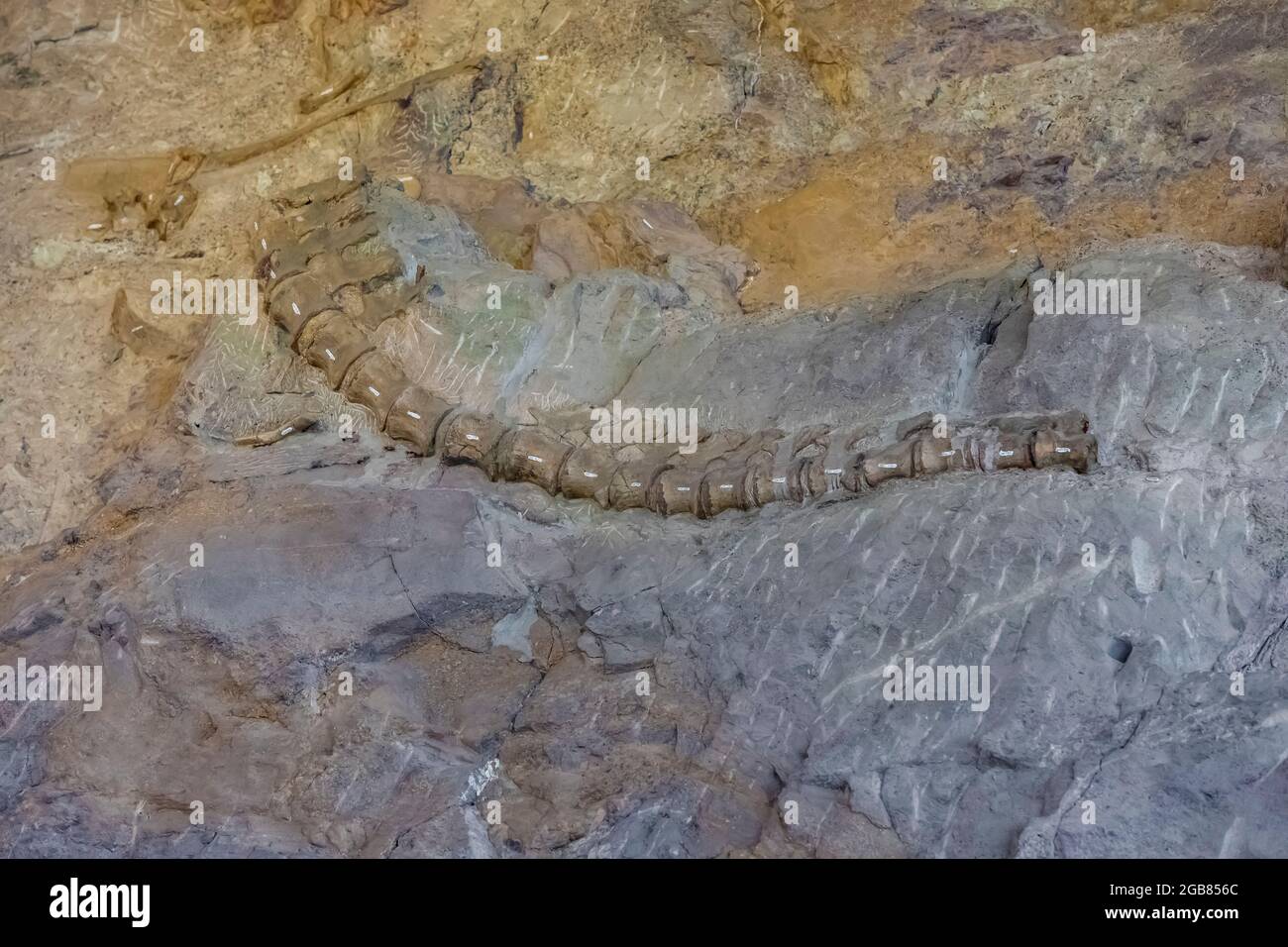 Spectacular exhibit of dinosaur bones excavated in situ by ...