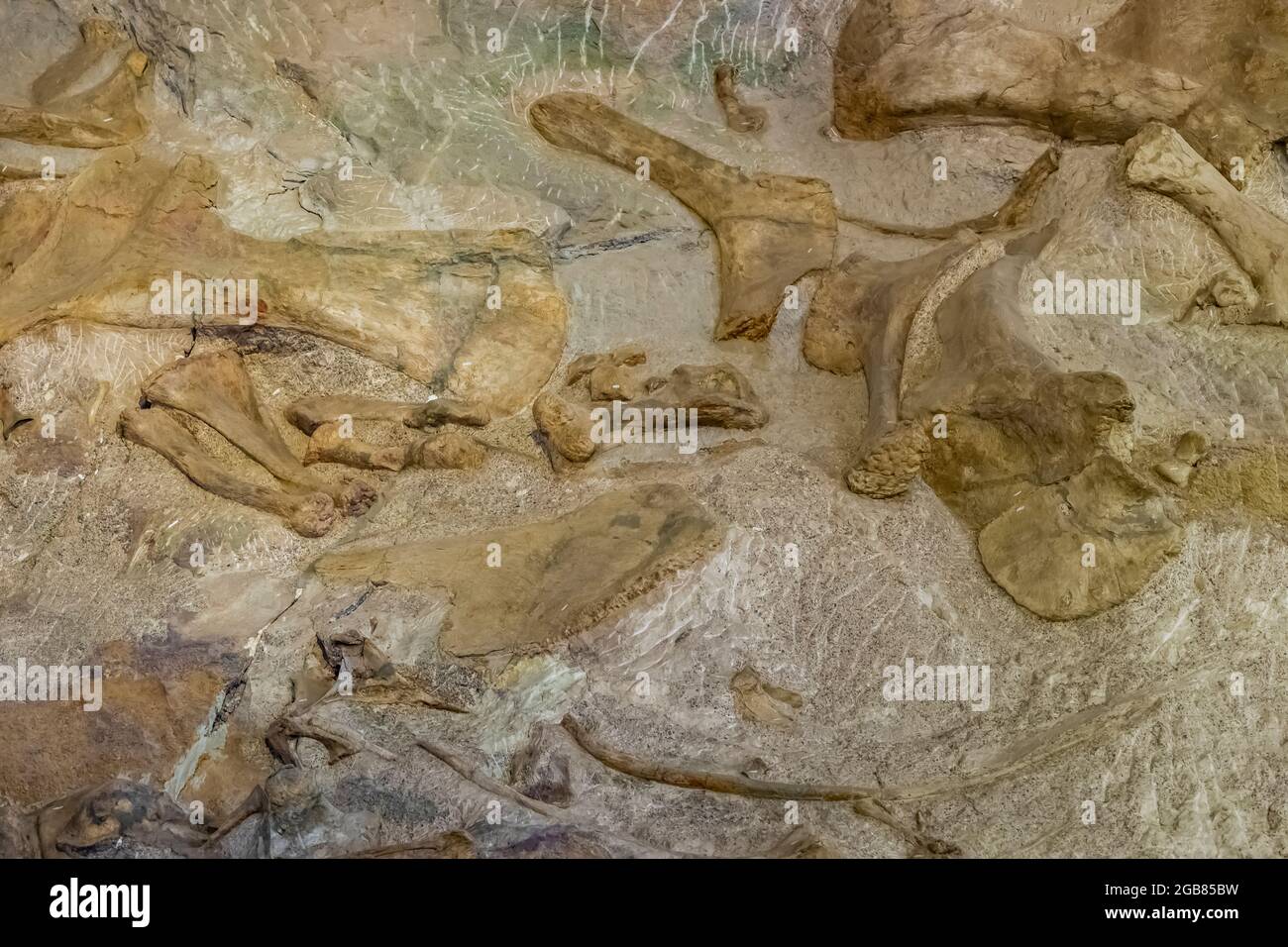 Spectacular exhibit of dinosaur bones excavated in situ by ...