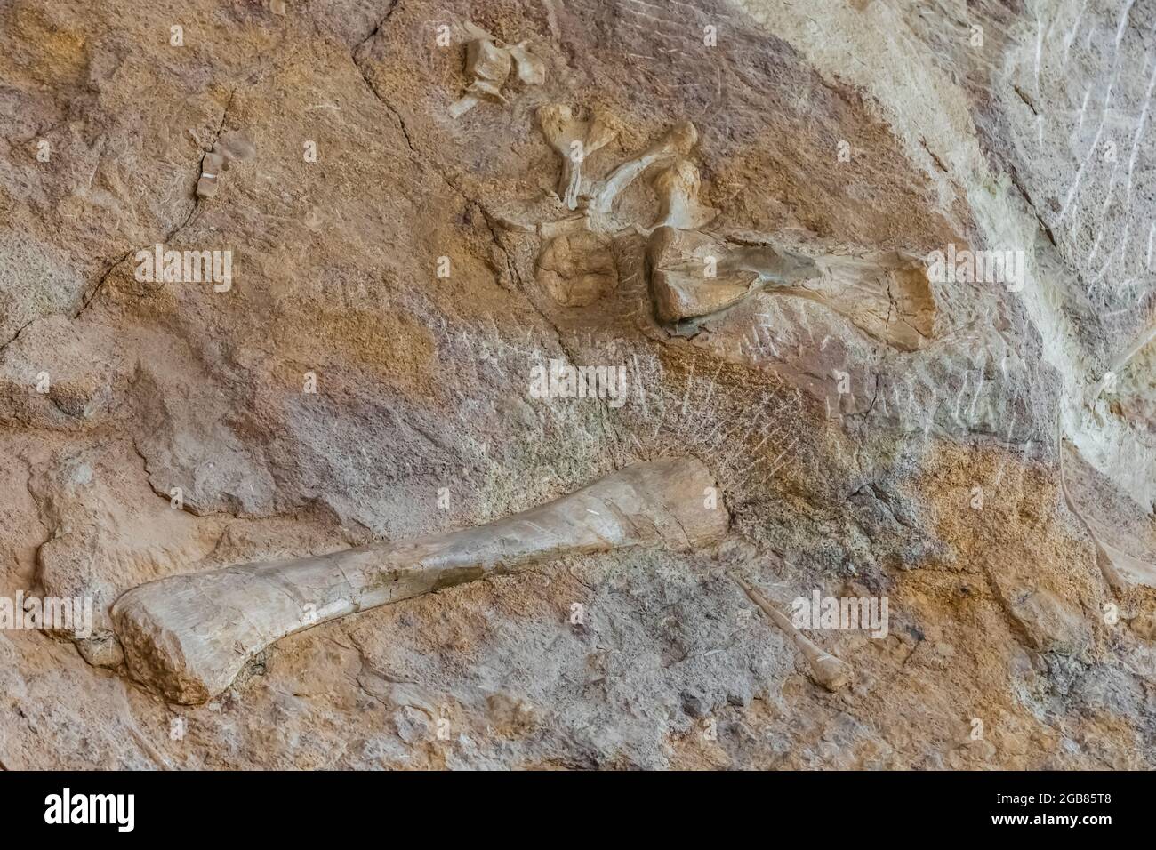 Spectacular exhibit of dinosaur bones excavated in situ by ...