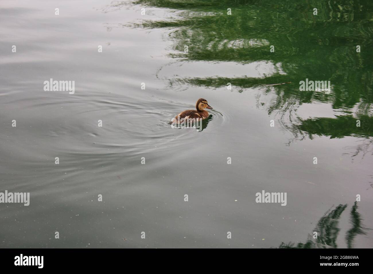 Woodland around a pond hi-res stock photography and images - Alamy