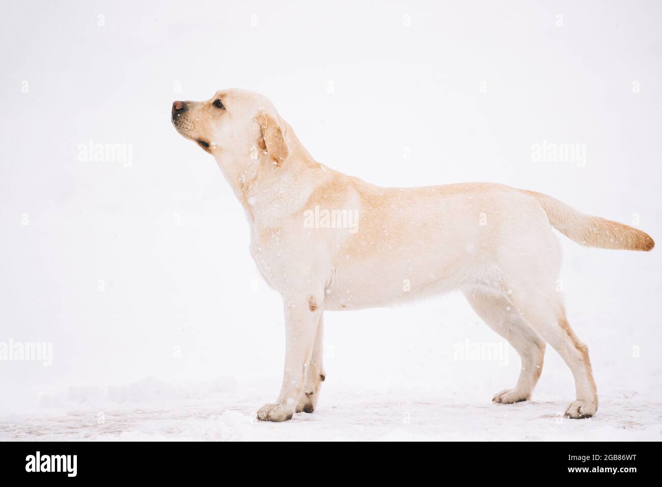 White Labrador Dog Posing In Snow Snowdrift At Winter Snowy Day Stock ...