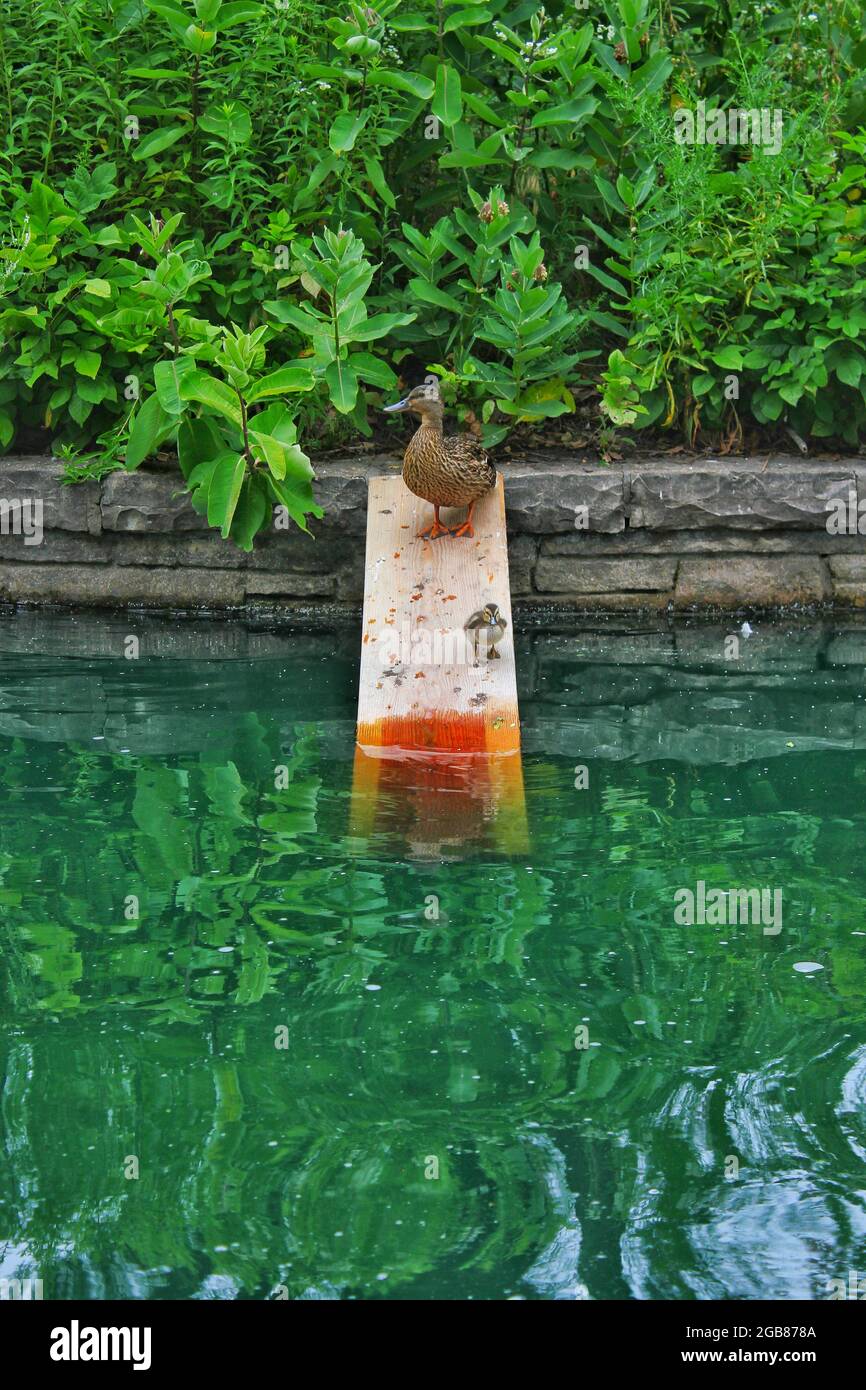 A mother duck watching her little baby ducklings on a beautiful sunny ...