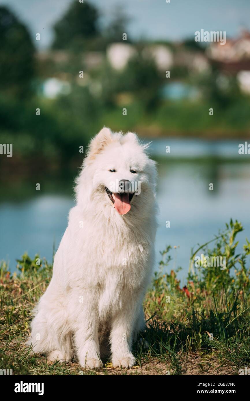 Smiley dog hi-res stock photography and images - Alamy