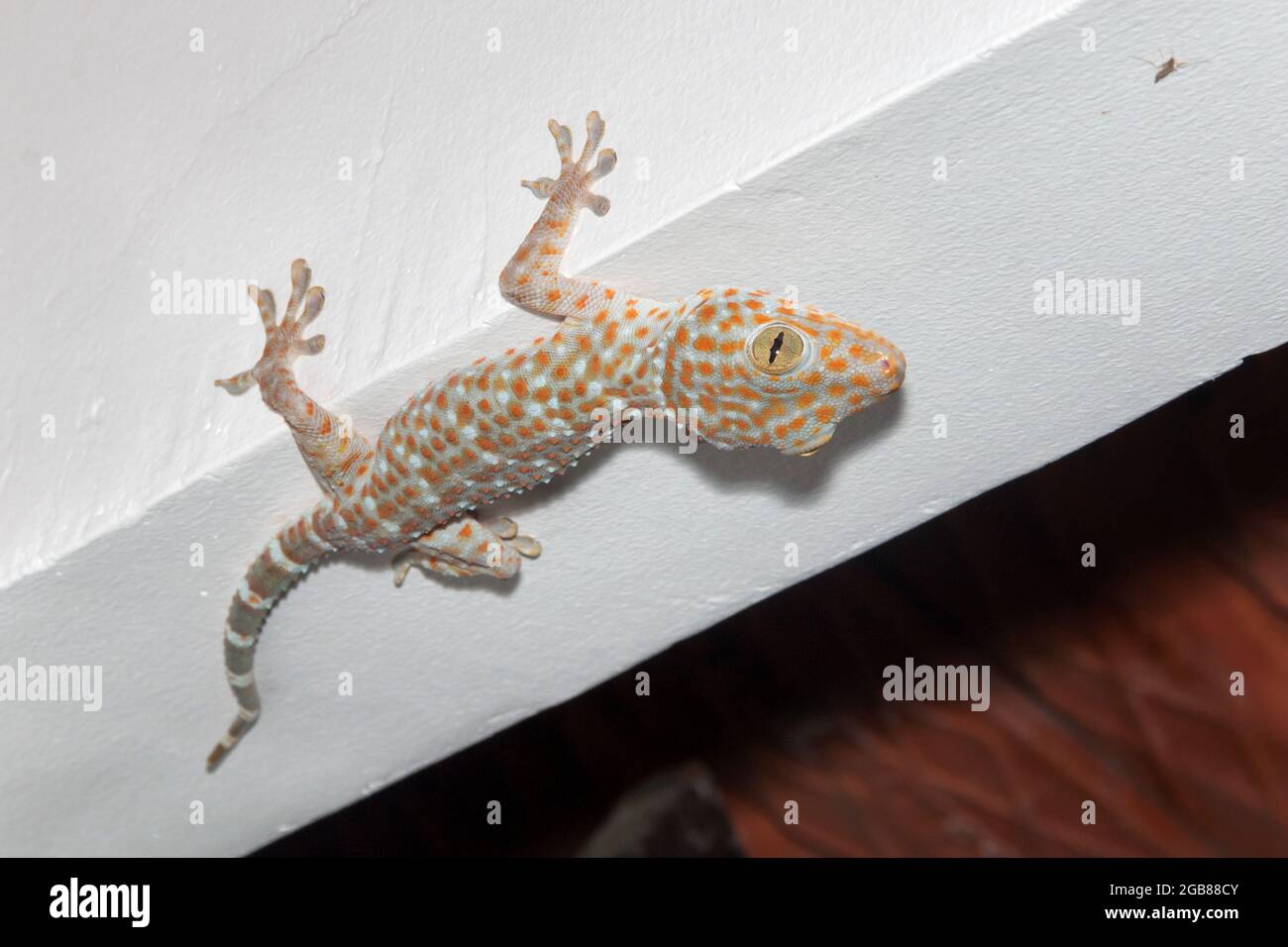 a close up of a gecko on the wall Stock Photo - Alamy