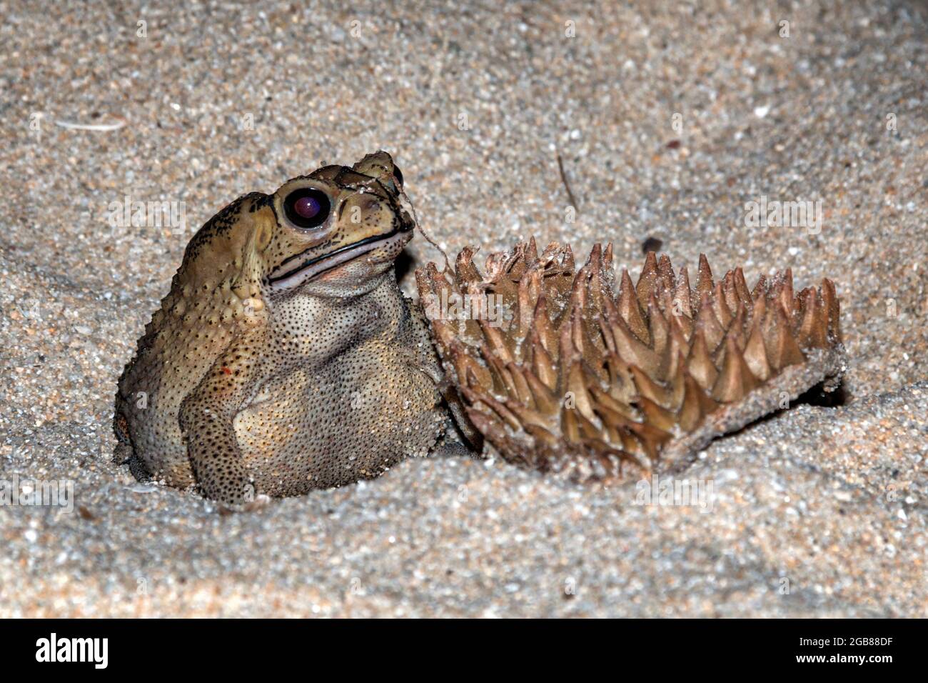 Vietnam toad hi-res stock photography and images - Alamy