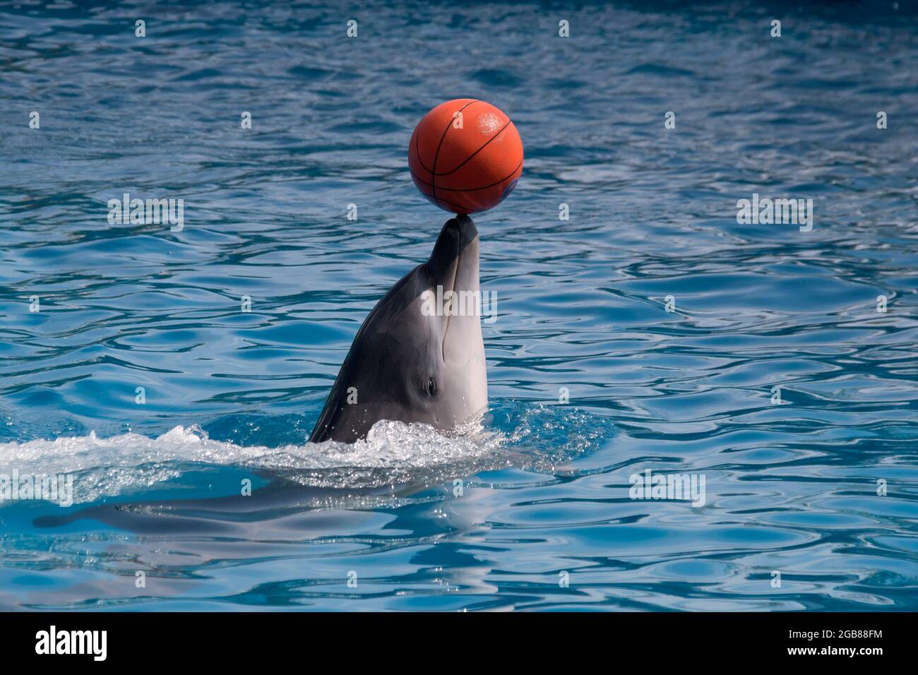 a dolphin in the water with a ball on nose Stock Photo - Alamy