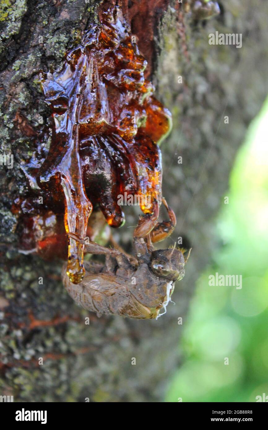 Beautiful tree sap dripping hi-res stock photography and images - Alamy
