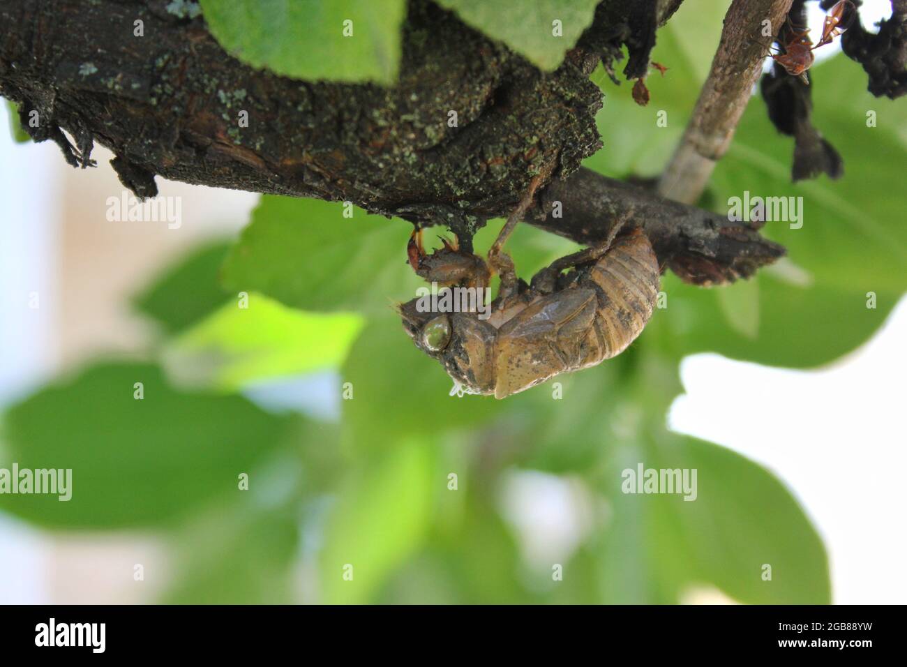 An empty cicada shell hanging on a tree branch on a beautiful sunny ...