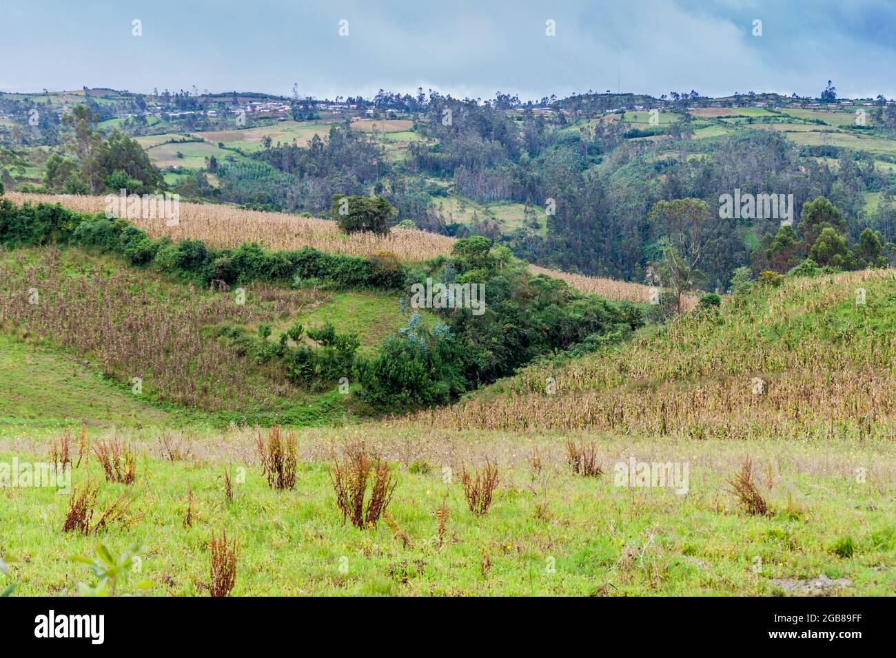 Green pata hi-res stock photography and images - Alamy