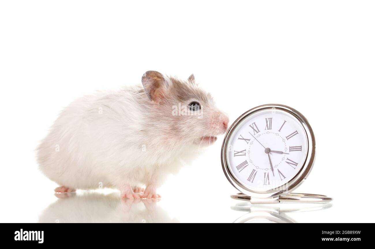 Cute hamster and clock isolated white Stock Photo - Alamy