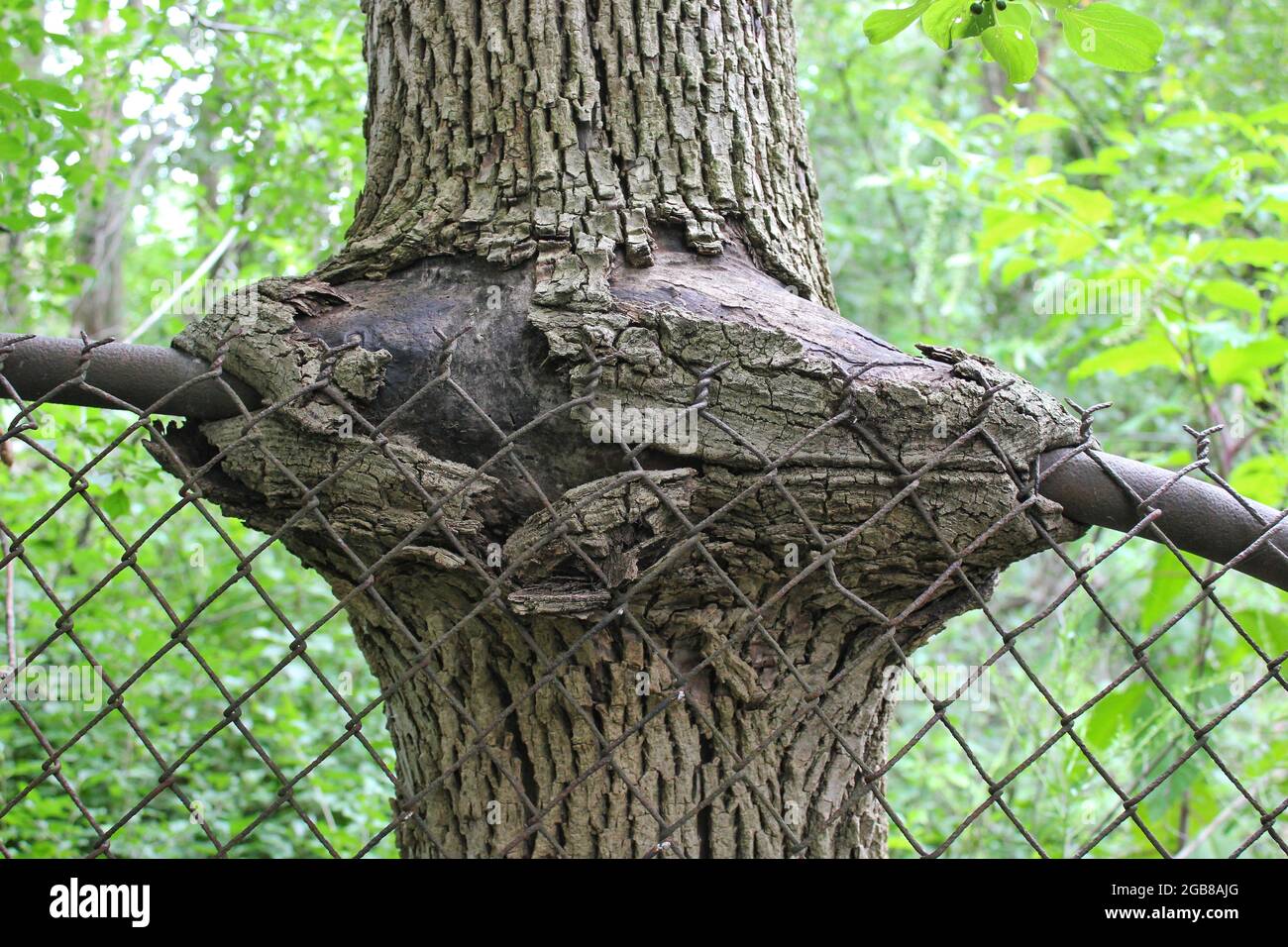 Tree Growing Into Fence High Resolution Stock Photography and Images ...