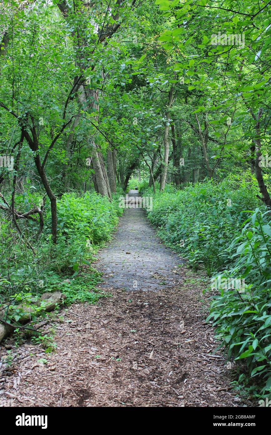 Old weathered brick trail running straight thru the woods on a ...