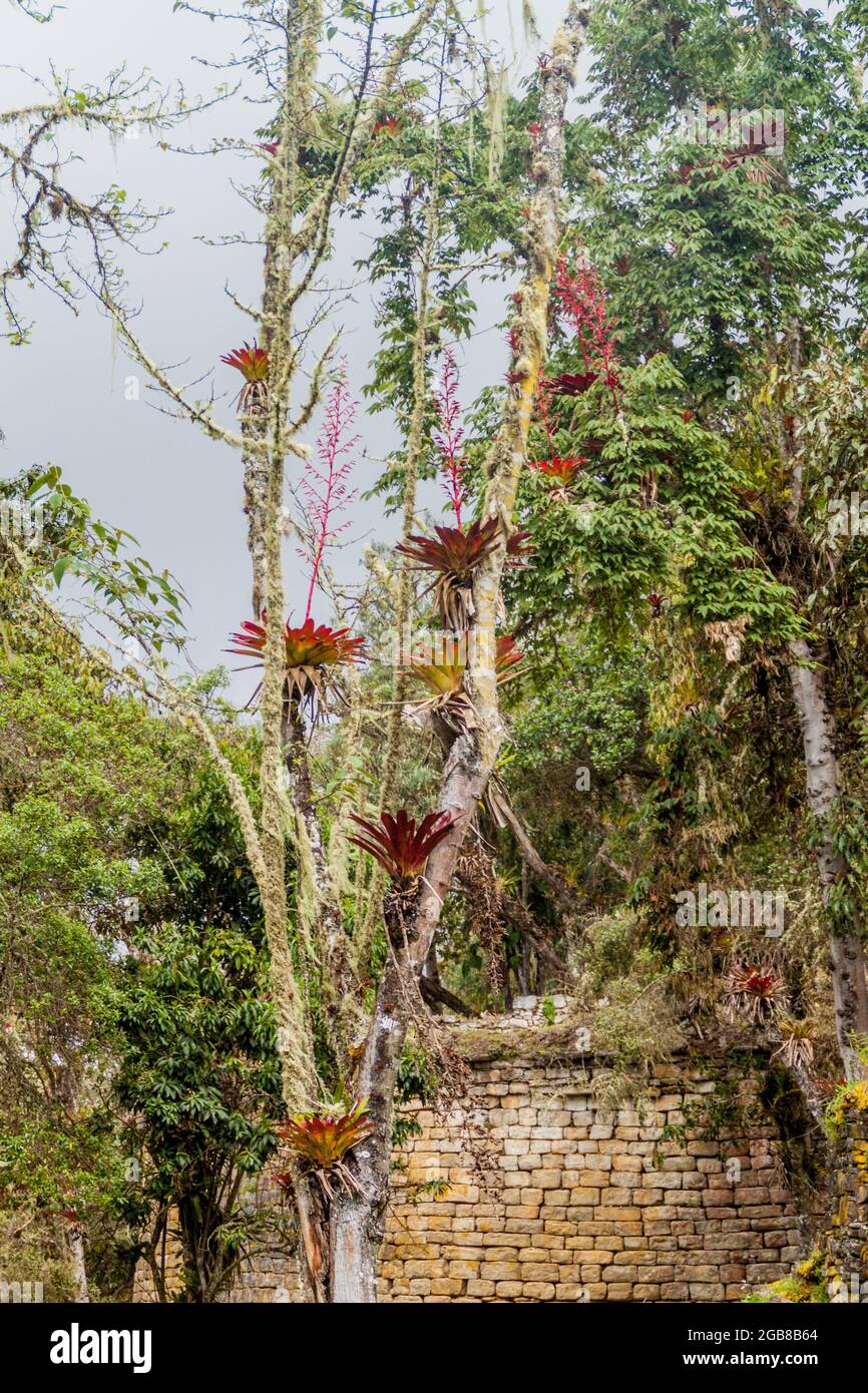 Cloud forest tree with bromeliad at ruins of Kuelap, northern Peru ...