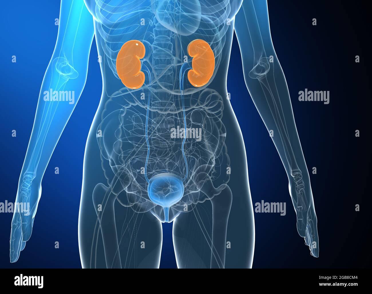 3d illustration of medical anatomy of woman on black gradient ...