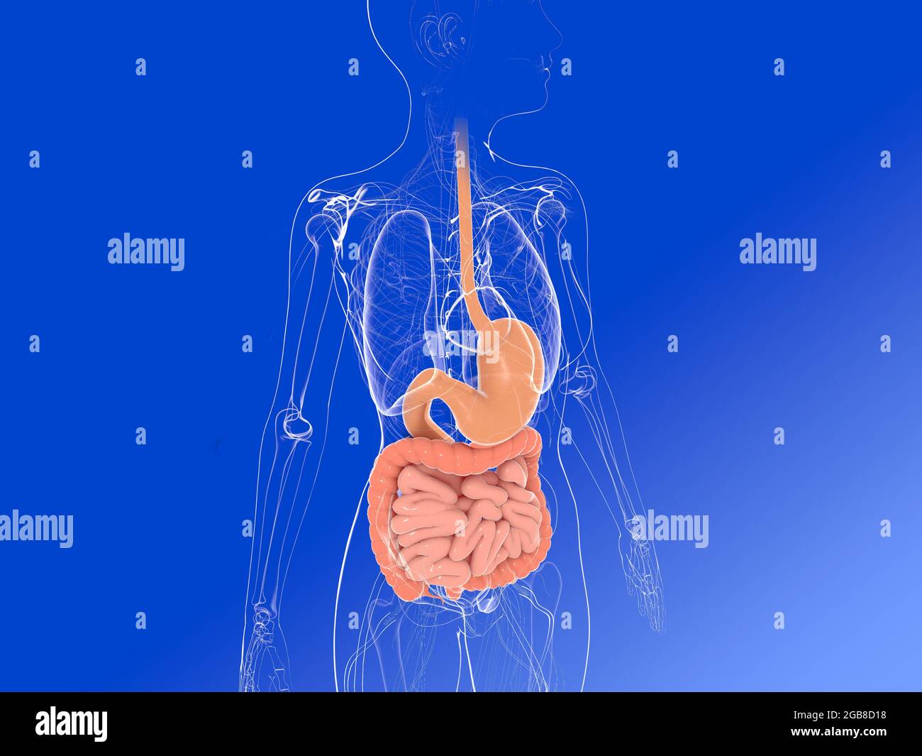 3D illustration of female internal anatomy, showing the digestive ...