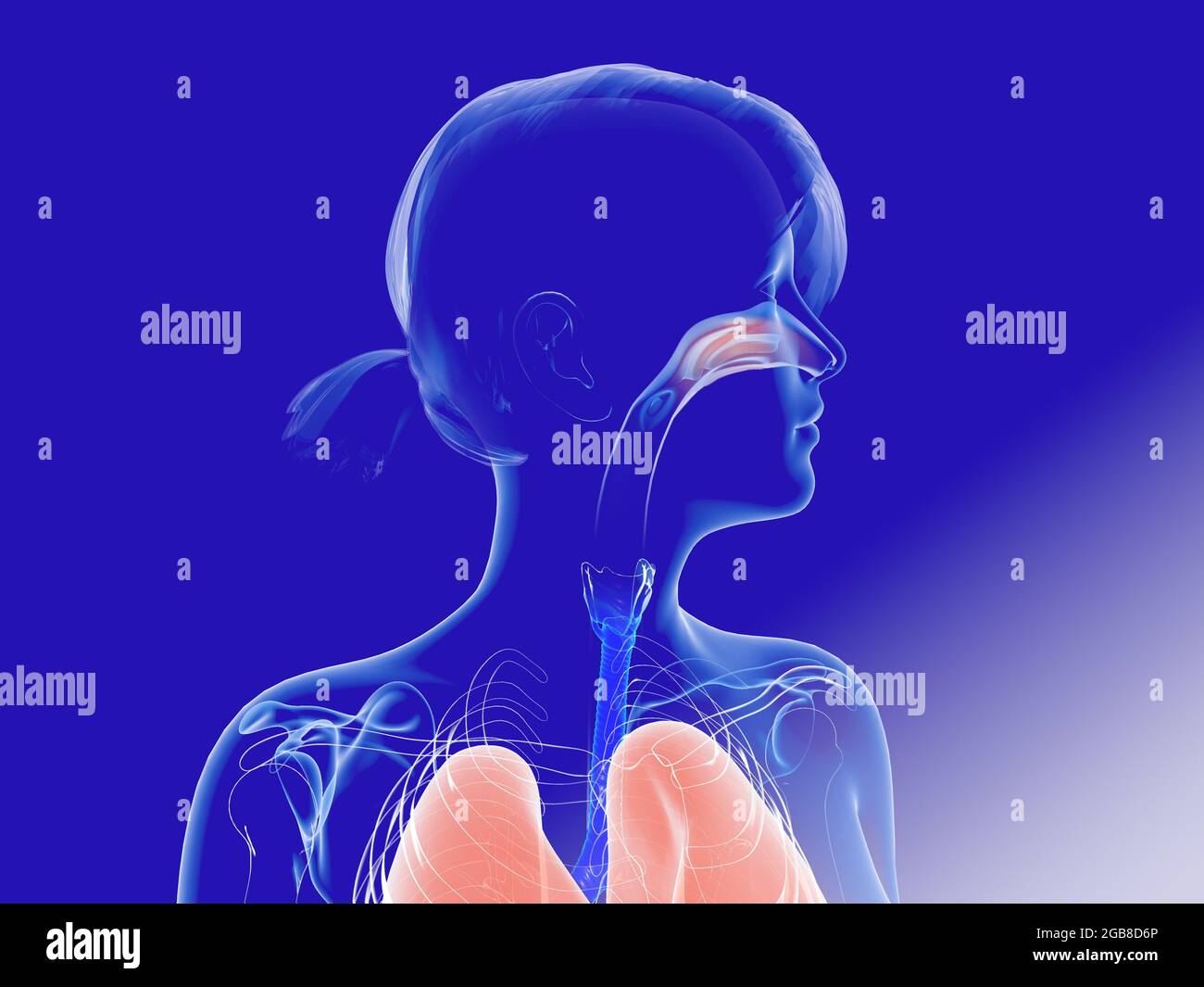 3d illustration of the inside of the nose, lungs and bronchi (ENT) of a ...