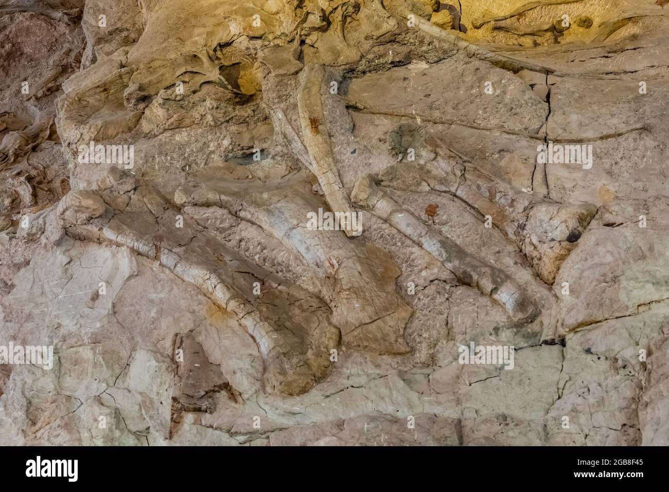 Spectacular exhibit of dinosaur bones excavated in situ by ...