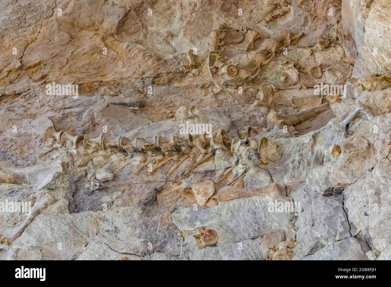 Excavating dinosaur fossils hi-res stock photography and images - Alamy
