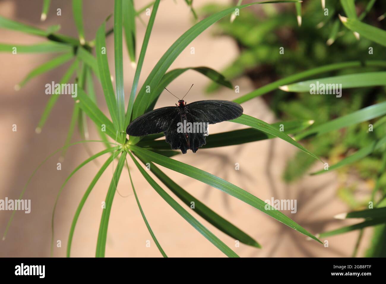 A Pink Rose Butterfly, Pachliopta kotzebuea, with wings open resting on ...