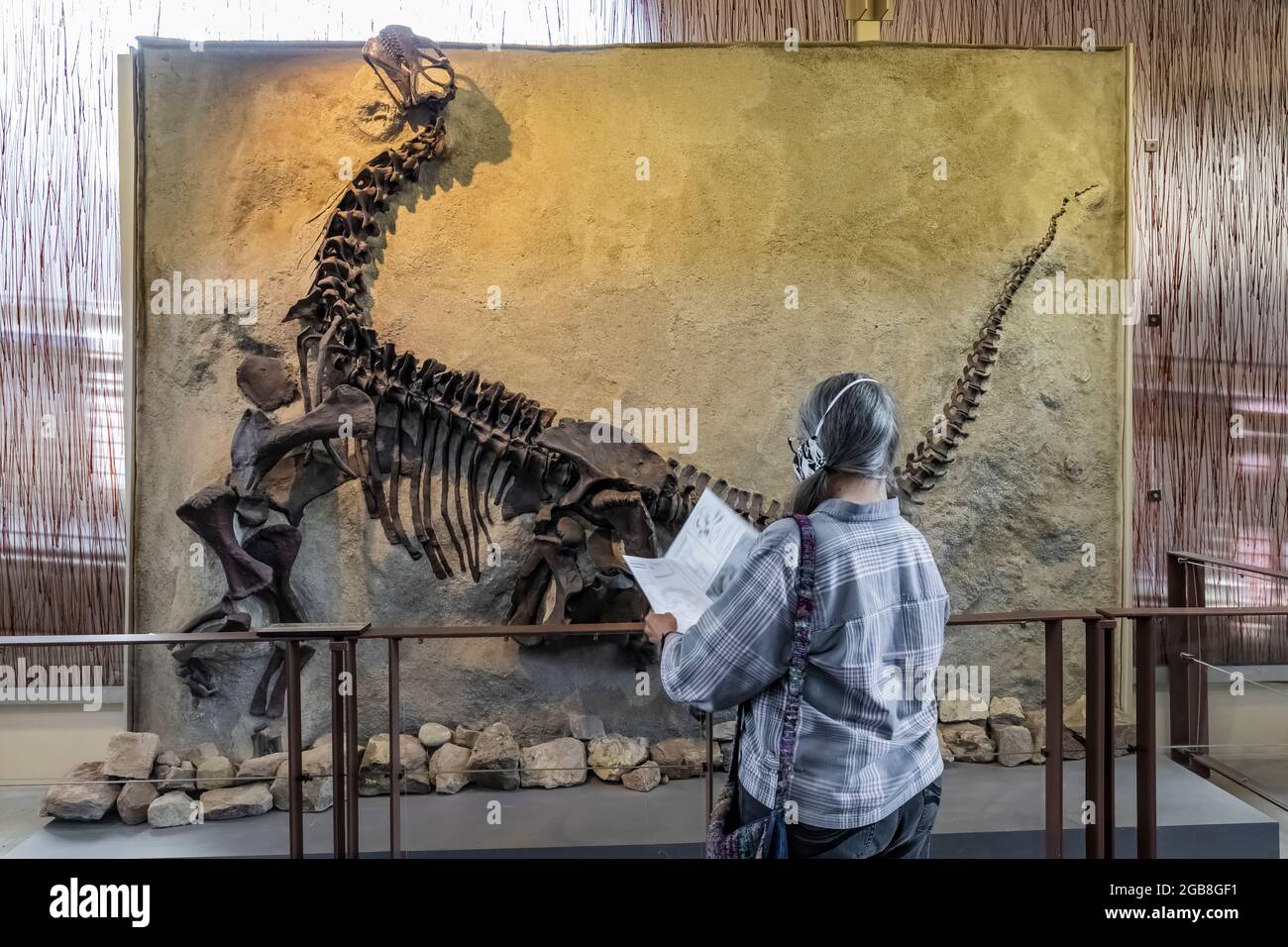 within the Quarry Exhibit Hall in Dinosaur National Monument on border ...