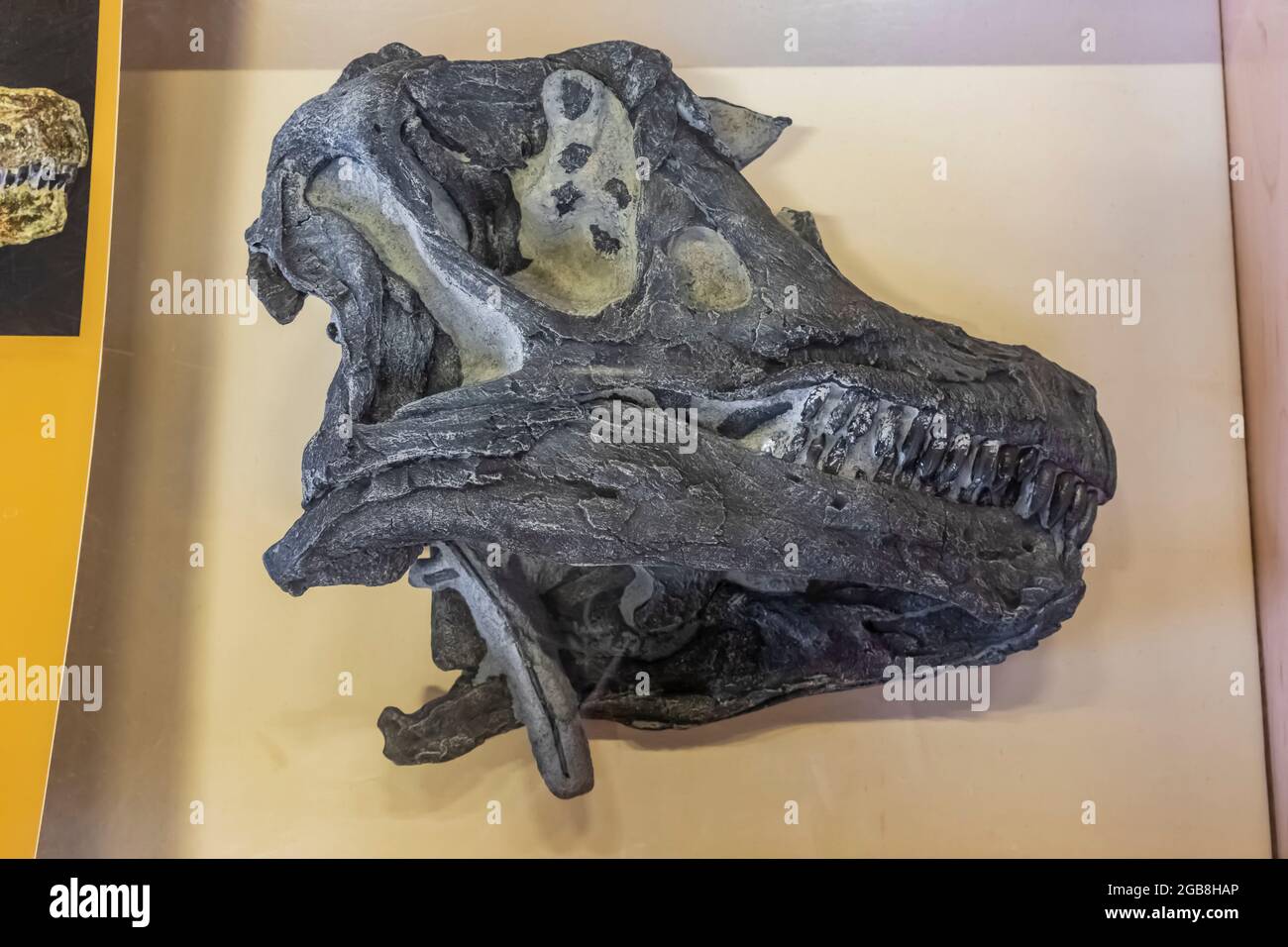 Abydosaurus mcintoshi hi-res stock photography and images - Alamy