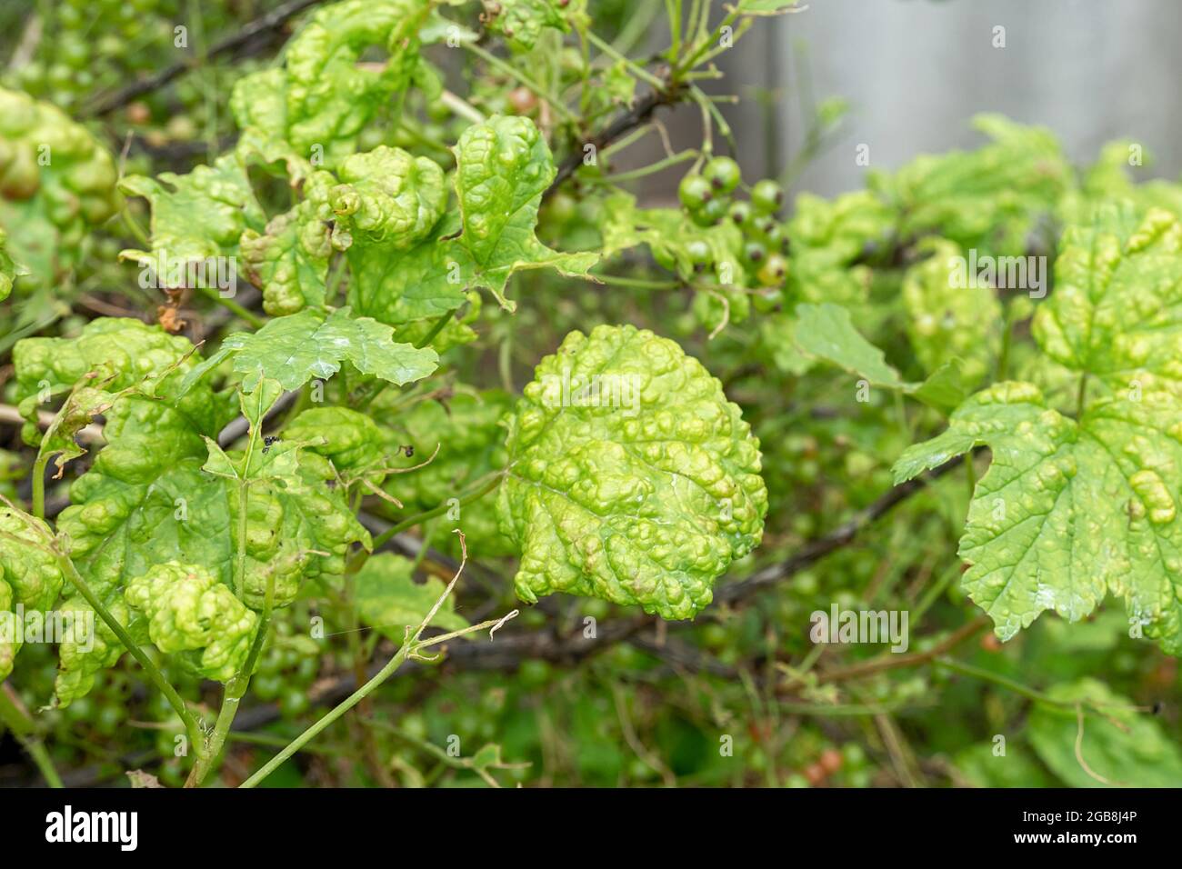 Diseases and pests of berry bushes . Gall Aphid on currants. Damaged ...