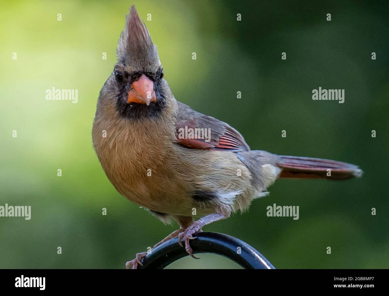 Female Northern Cardinal up on a high perch Stock Photo - Alamy