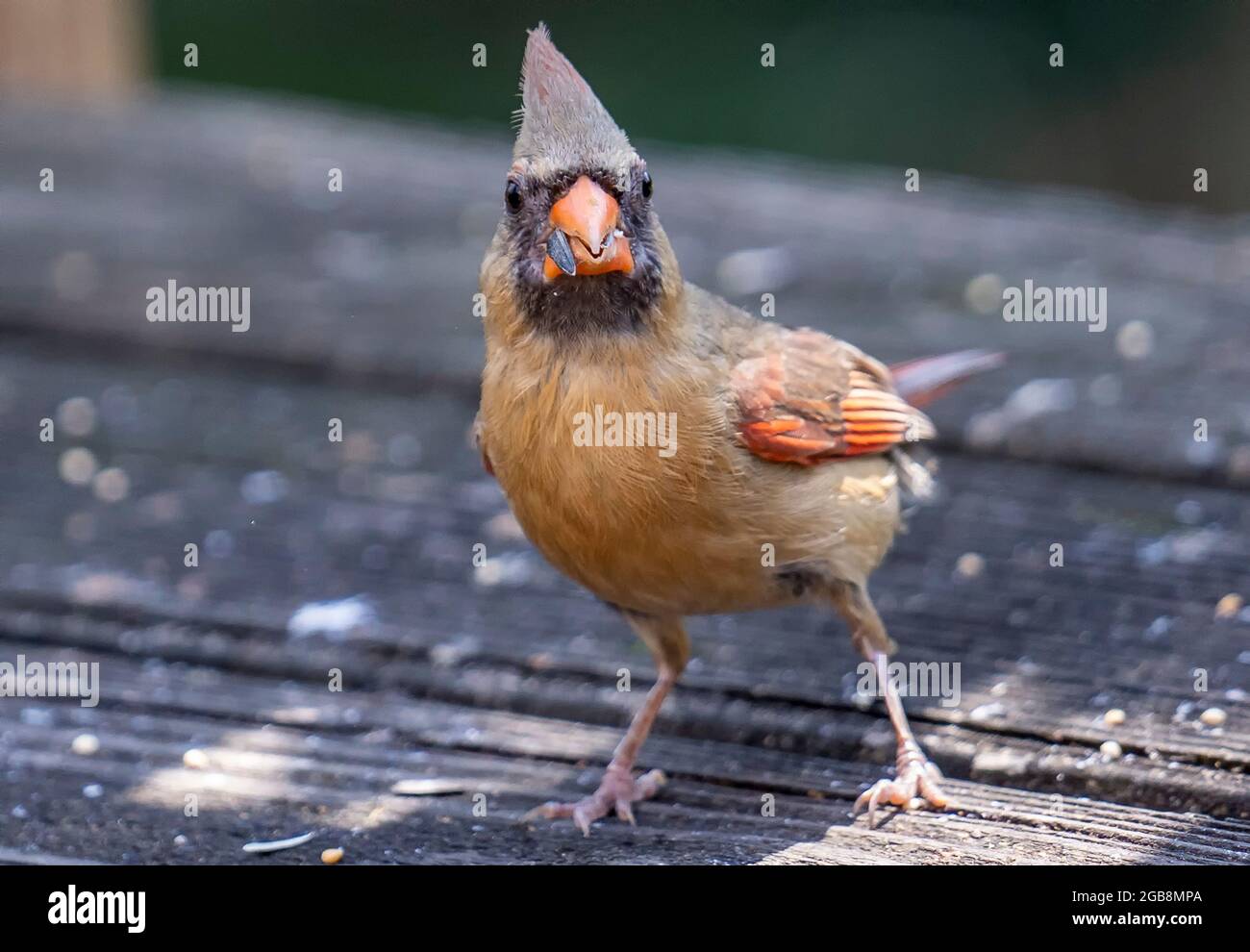 Female Northern Cardinal down on the deck Stock Photo - Alamy