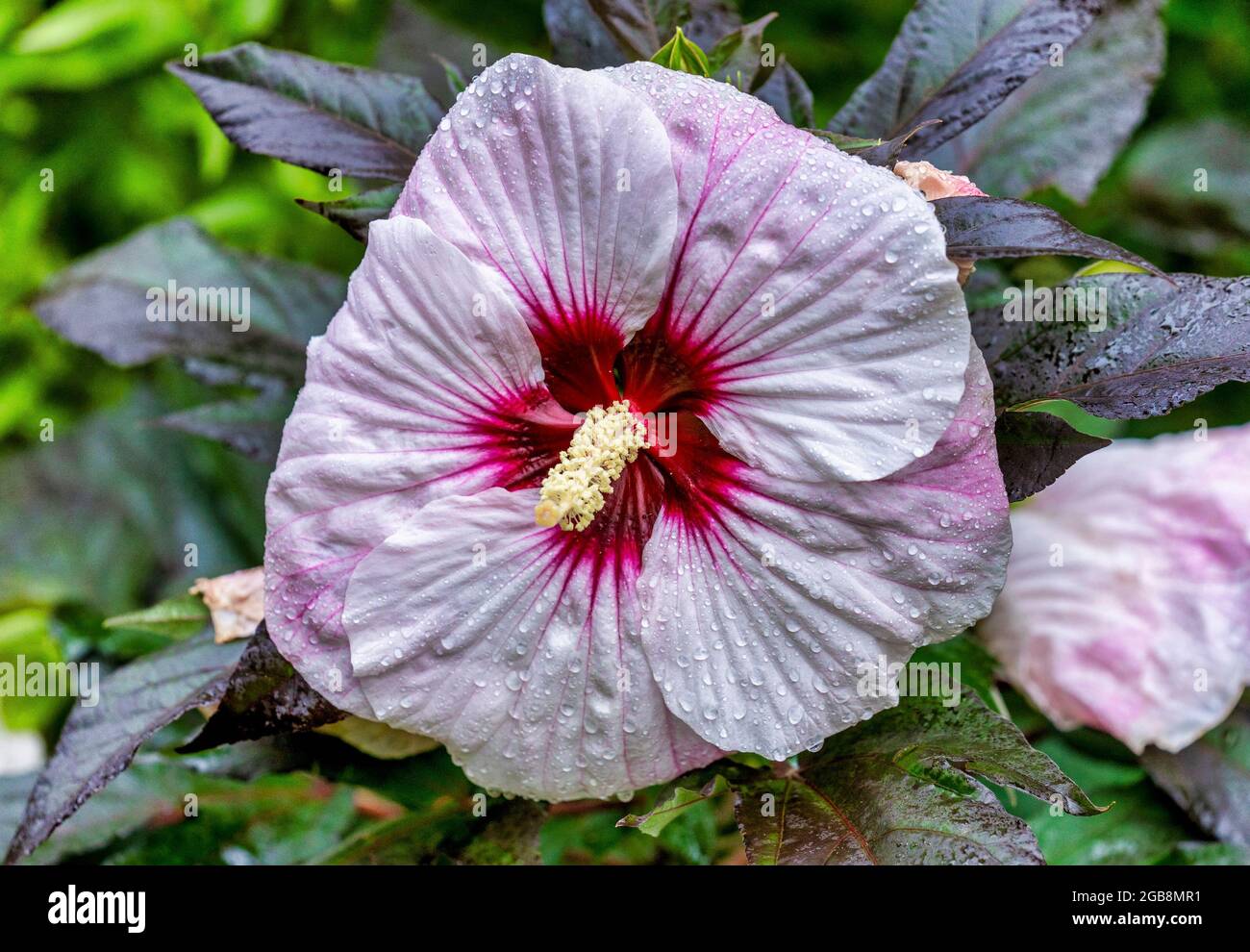 Hibiscus giant hi-res stock photography and images - Alamy