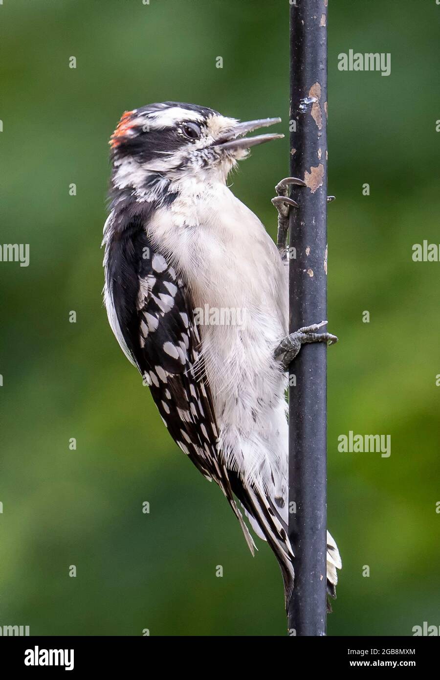 Downy Woodpecker on an upright metal bar Stock Photo - Alamy