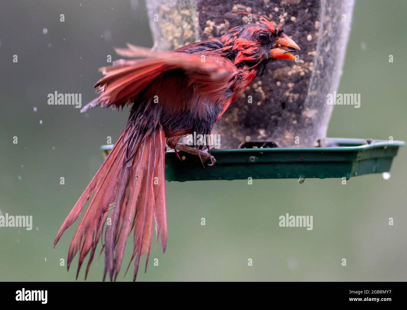 Wet northern cardinal hi-res stock photography and images - Alamy