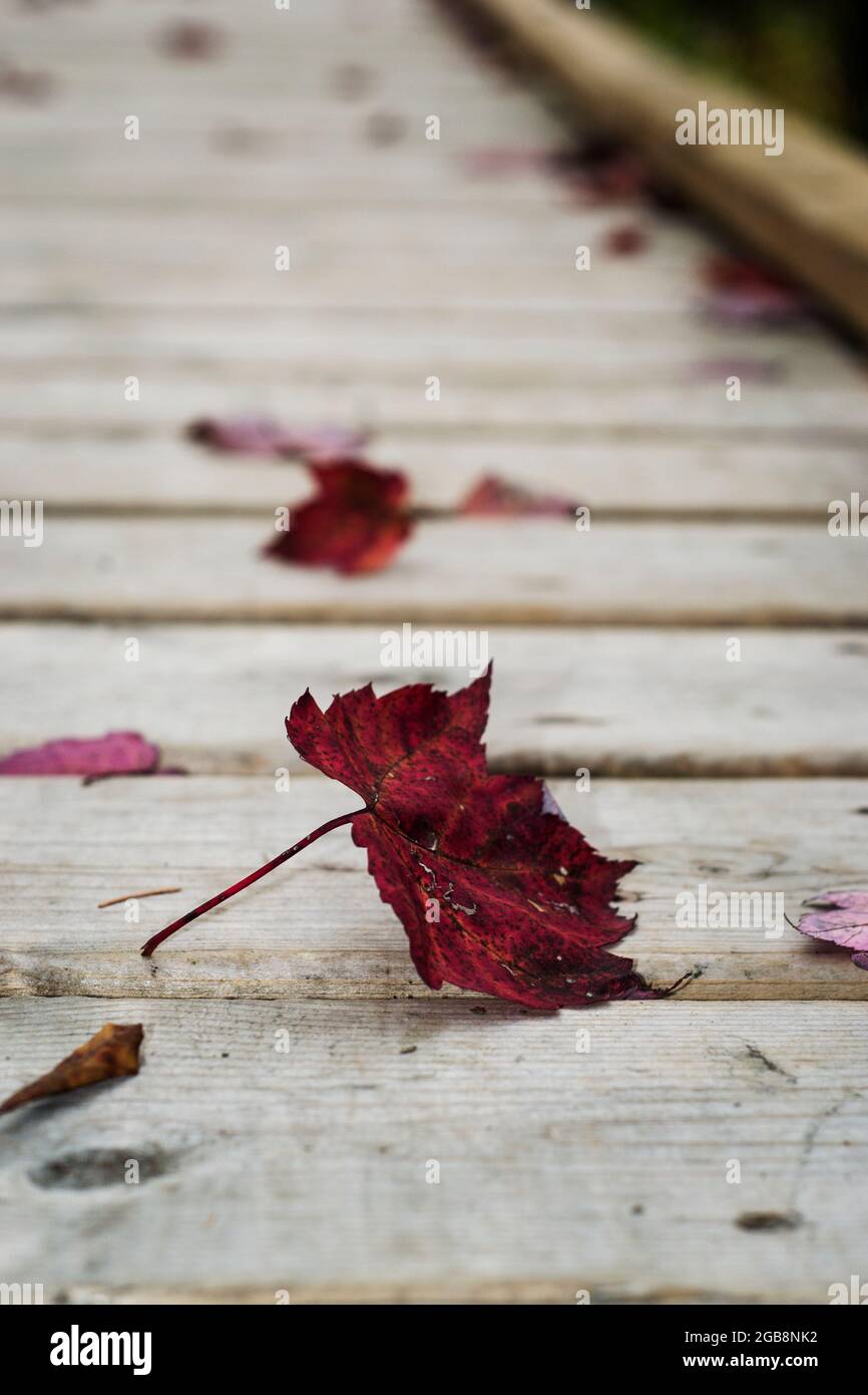 red maple leaf on pathway Stock Photo - Alamy