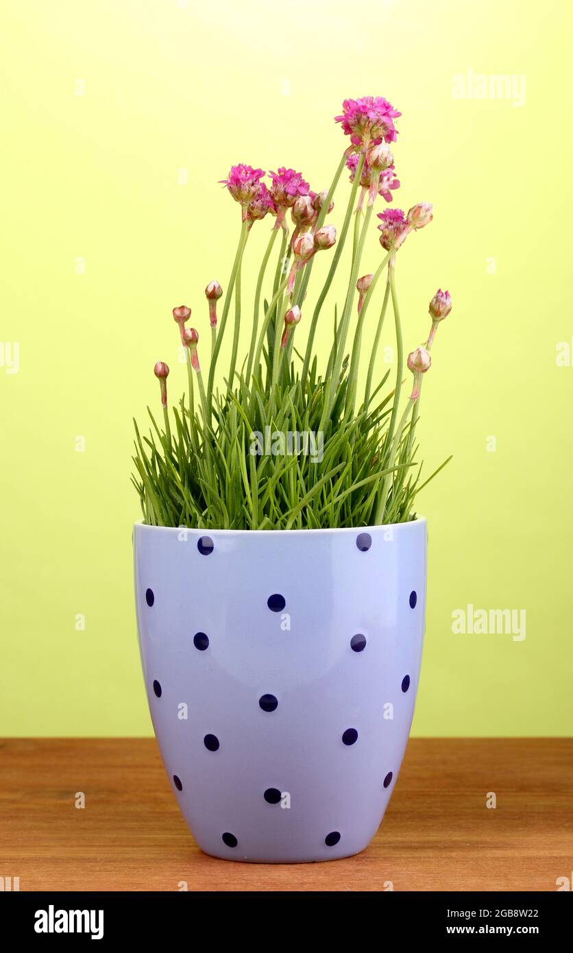 Pink flowers in pot on wooden table on green background Stock Photo - Alamy