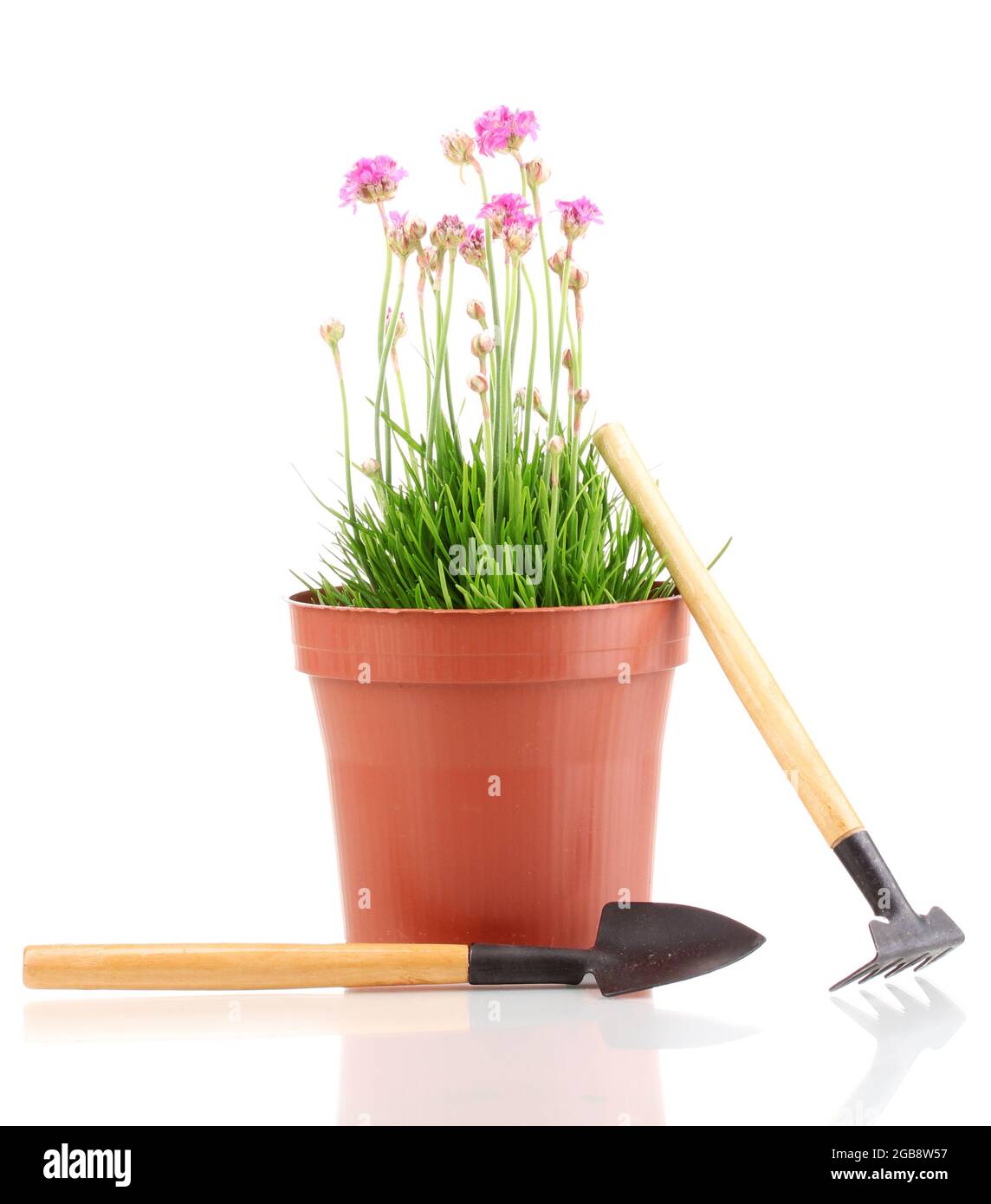 Pink flowers in pot with instruments isolated on white Stock Photo - Alamy