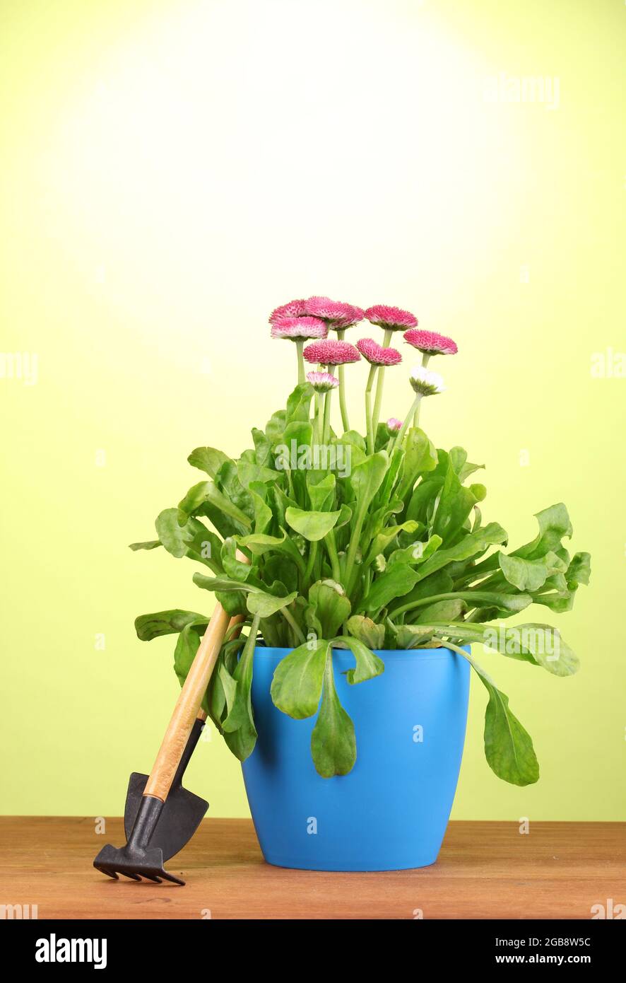 Pink flowers in pot with instruments on wooden table on green ...