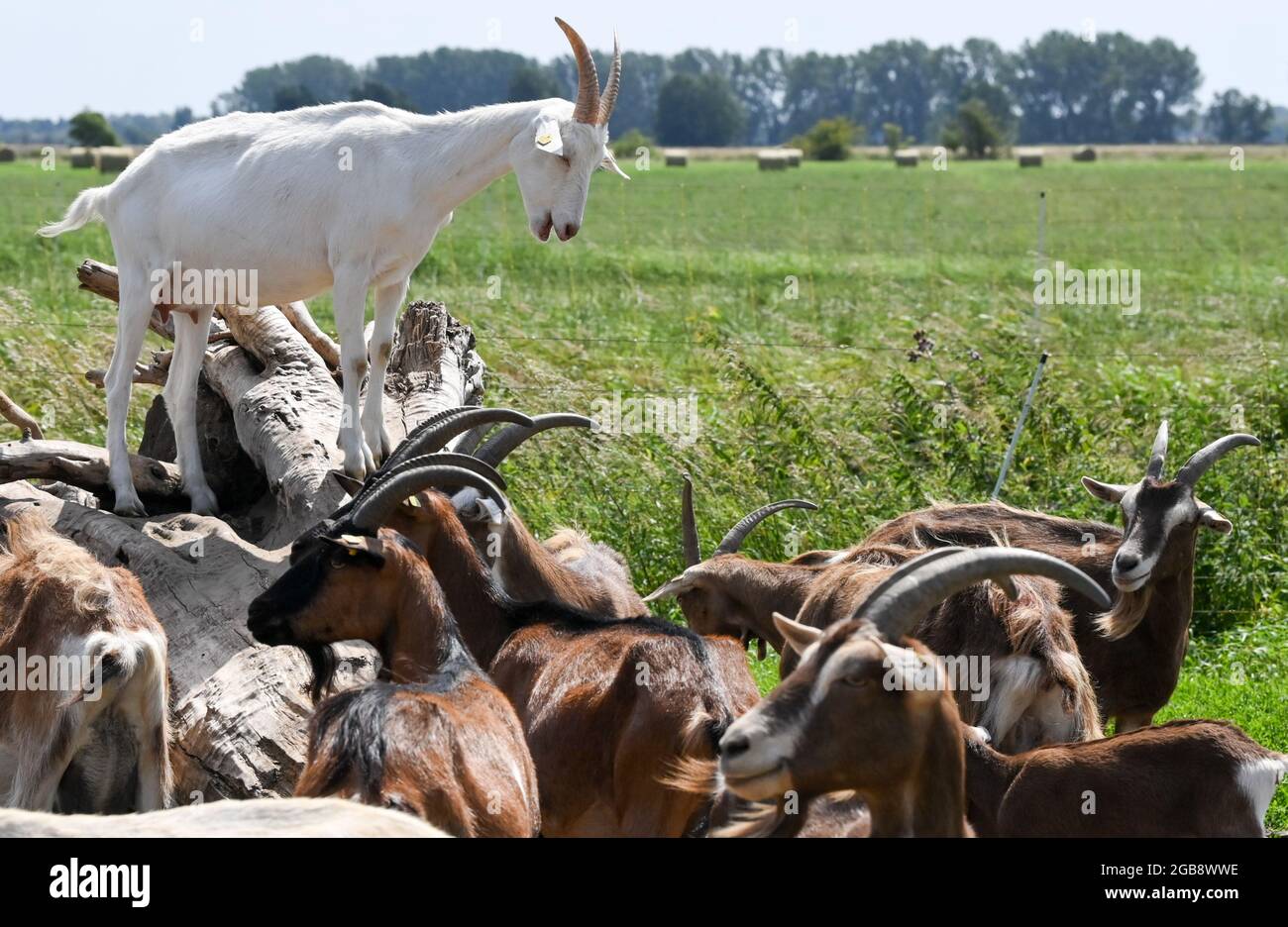 Goat tree cafe hi-res stock photography and images - Alamy