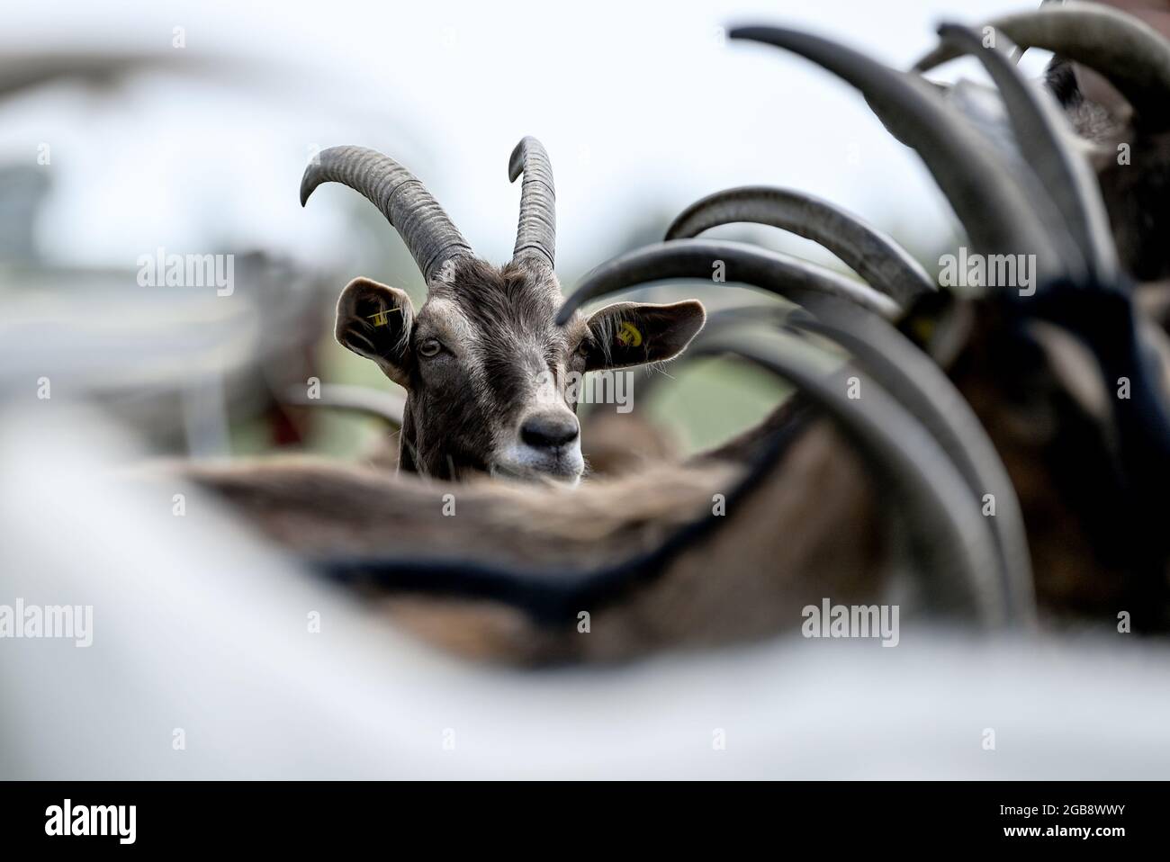 Flatow, Germany. 30th July, 2021. A herd of goats on the grounds of the ...