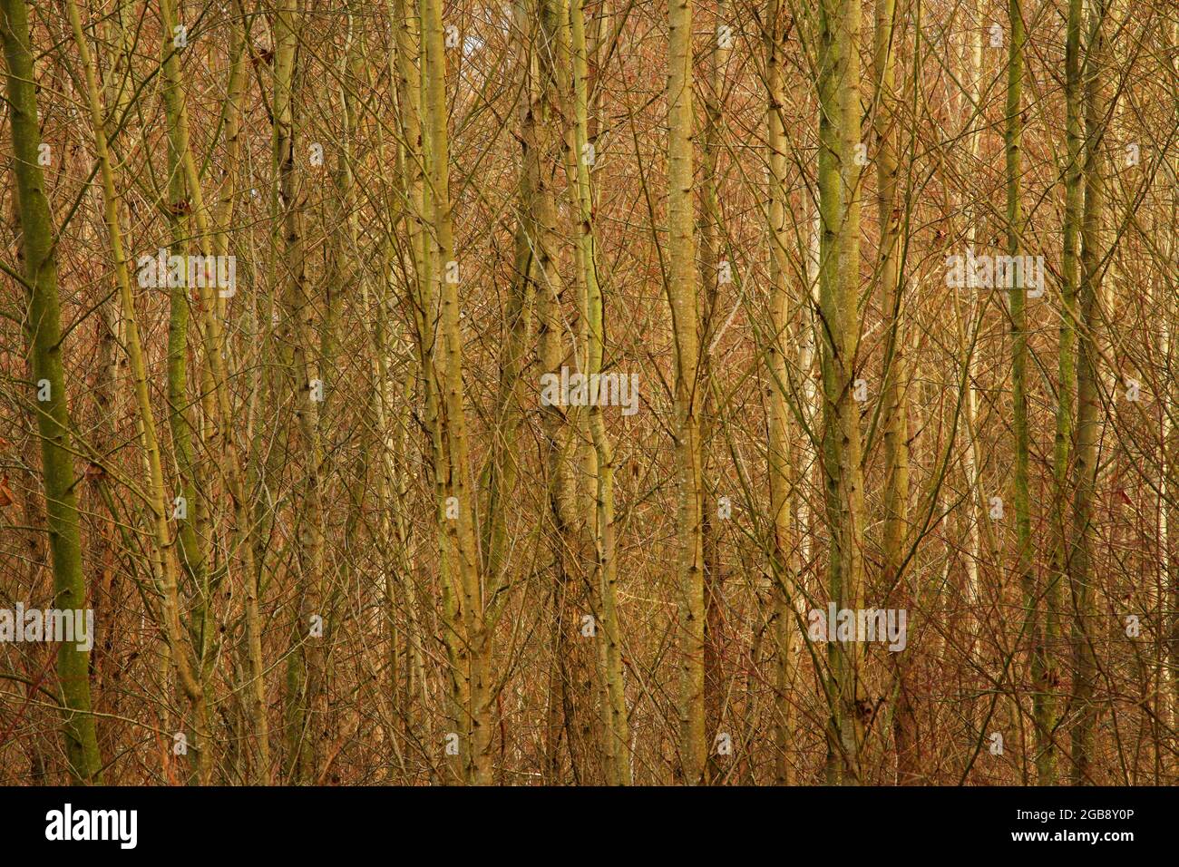 a exterior picture of an Pacific Northwest wetlands with Red alder ...