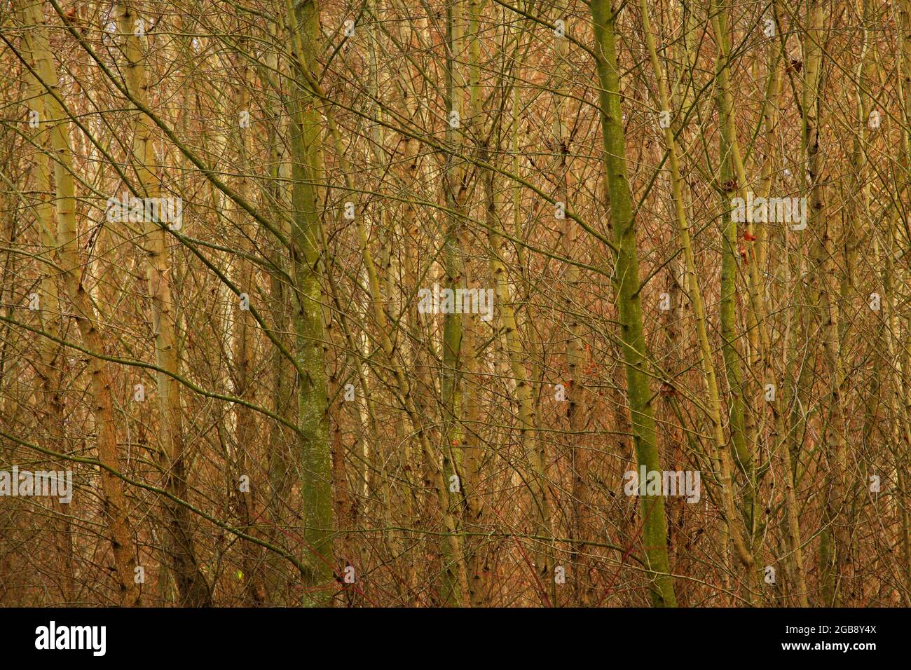 a exterior picture of an Pacific Northwest wetlands with Red alder ...