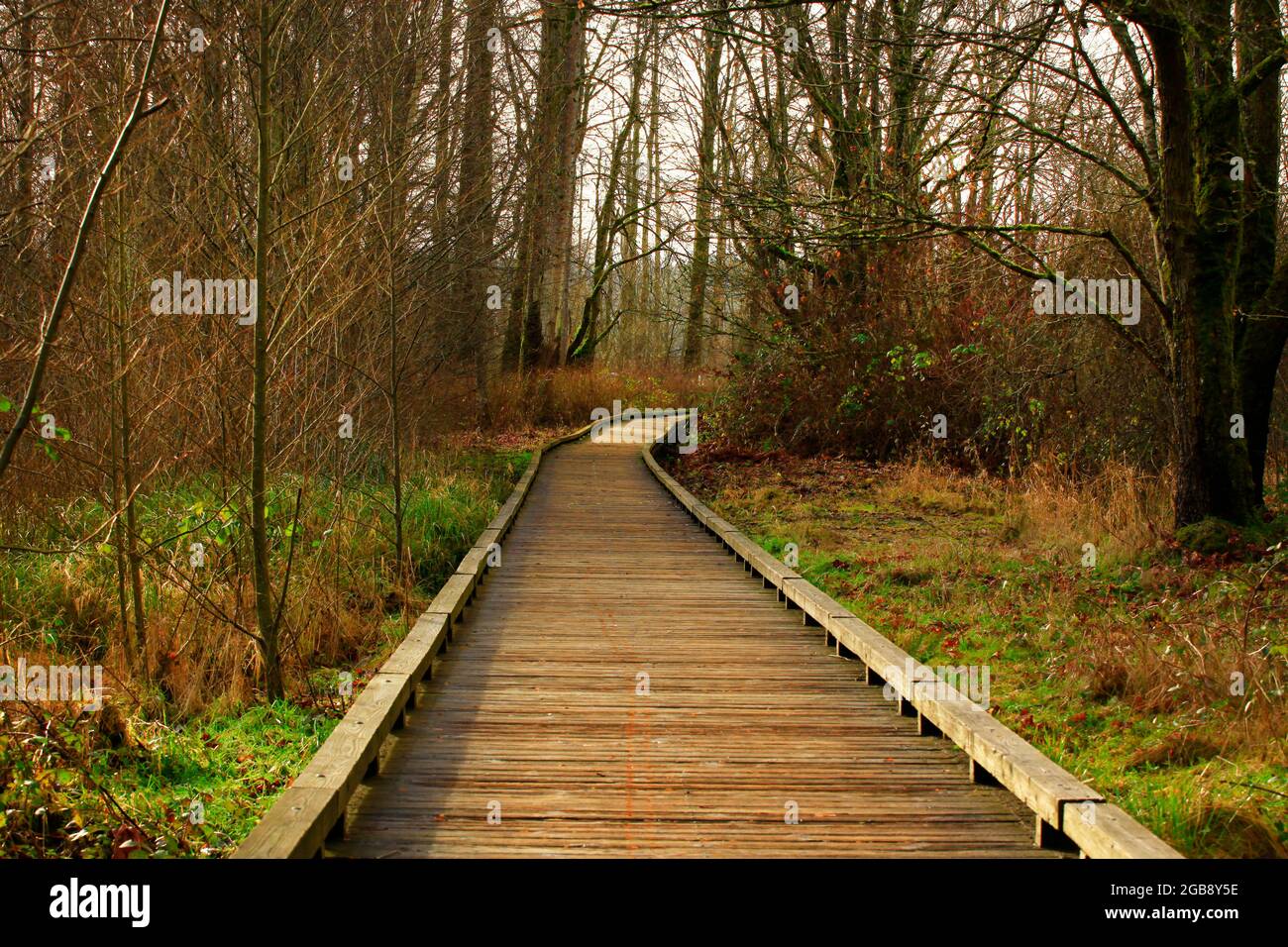 a exterior picture of an Pacific Northwest forest boardwalk trail Stock ...