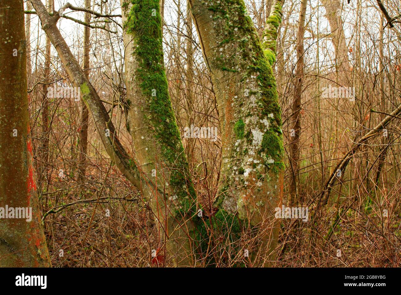 a exterior picture of an Pacific Northwest forest and wetlands with Red ...