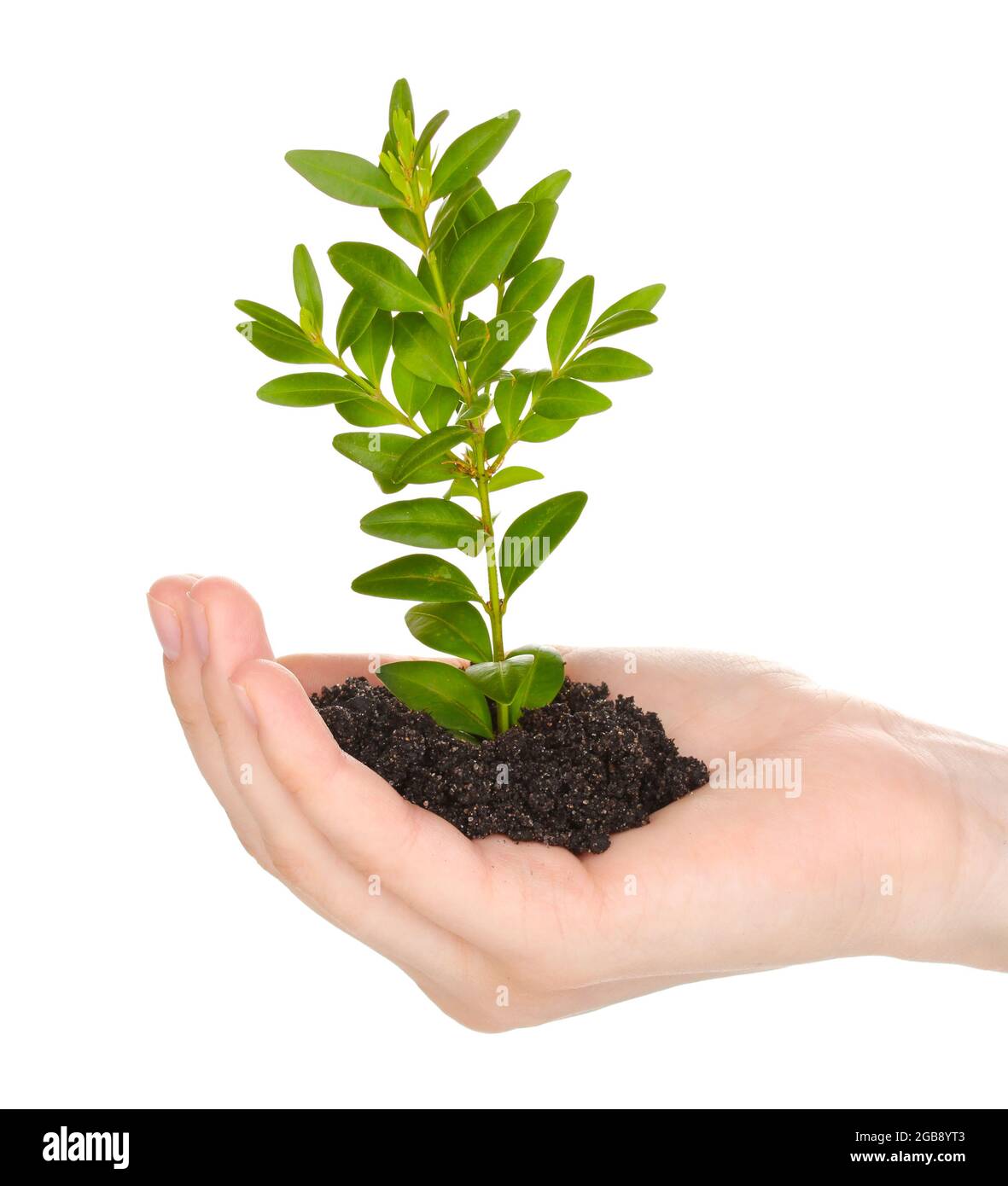Young plant in hand isolated on white Stock Photo - Alamy