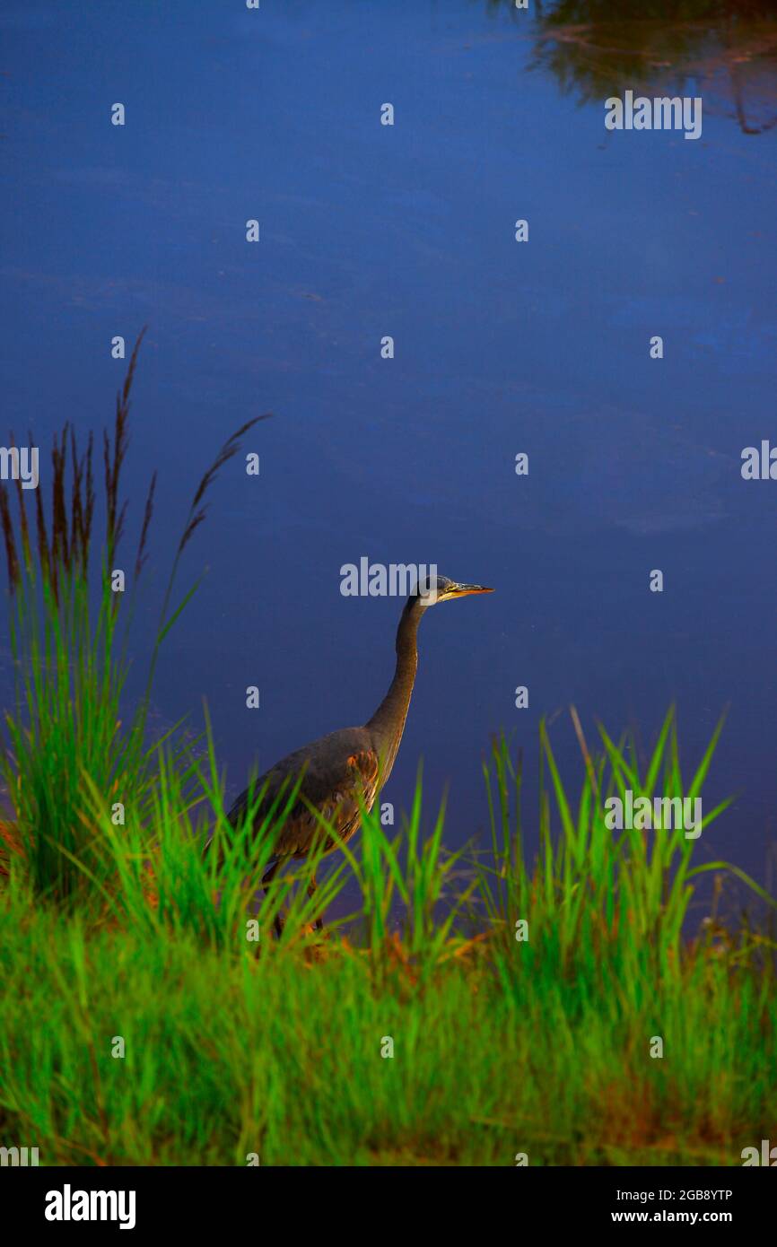 a exterior picture of An Pacific Northwest wildlife refuge with a Blue ...