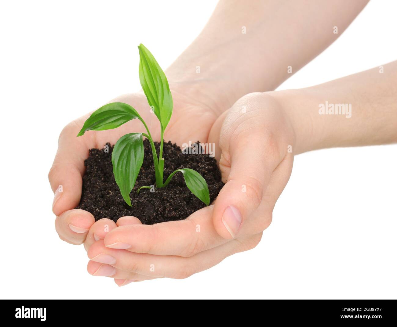 Young plant in hands isolated on white Stock Photo - Alamy