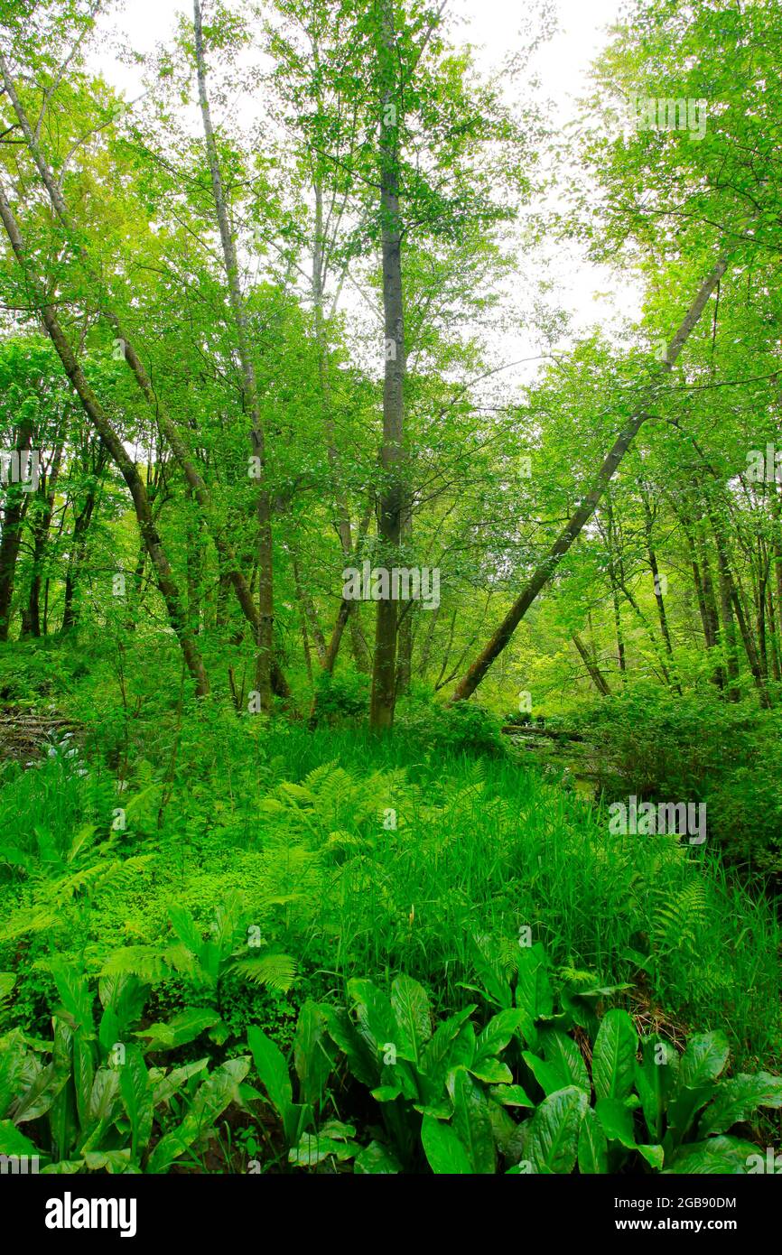 a exterior picture of an Pacific Northwest wetlands with Red alder ...