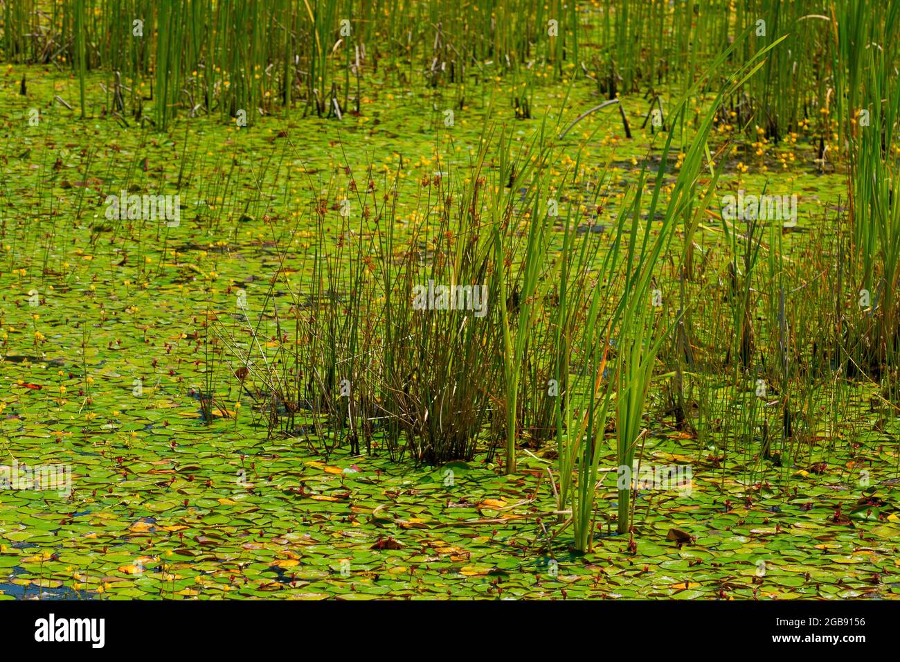 Fresh water swamp hi-res stock photography and images - Alamy