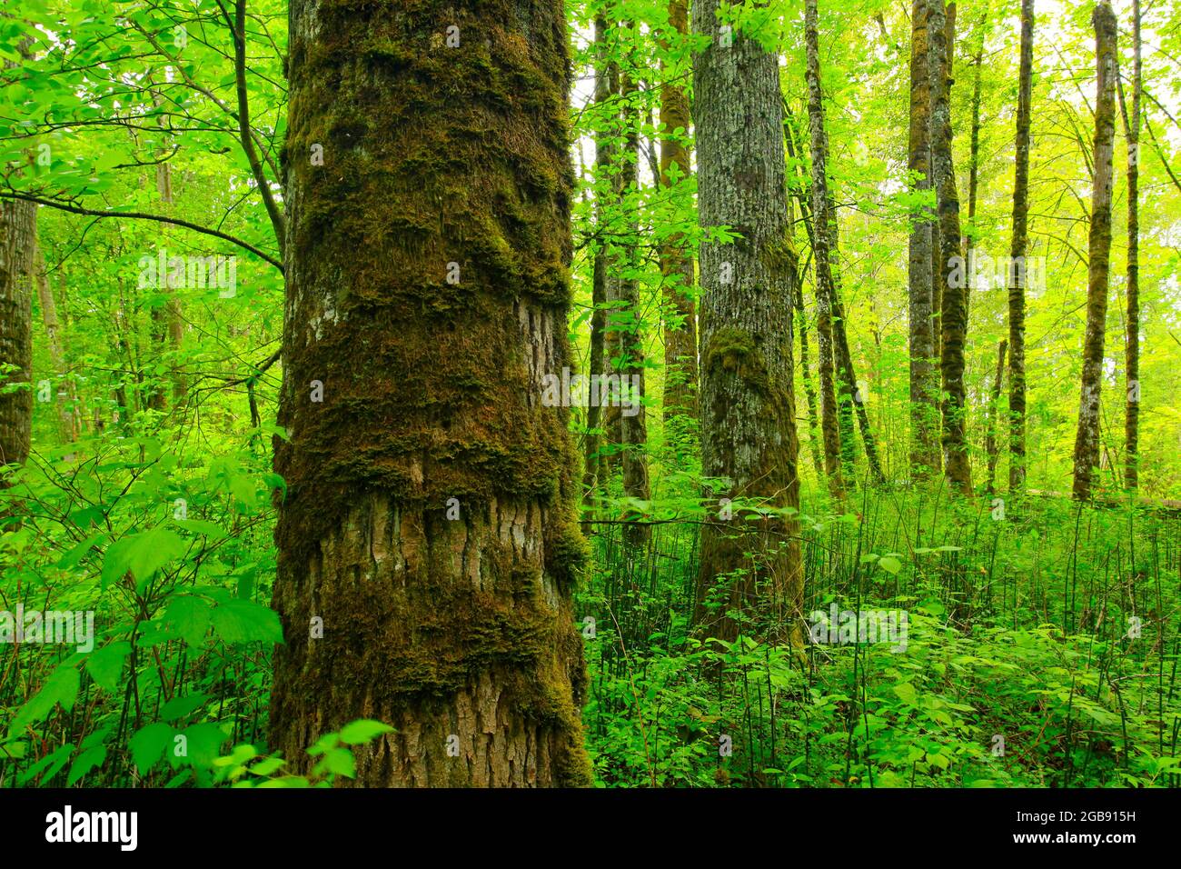 a exterior picture of an Pacific Northwest forest with old growth ...