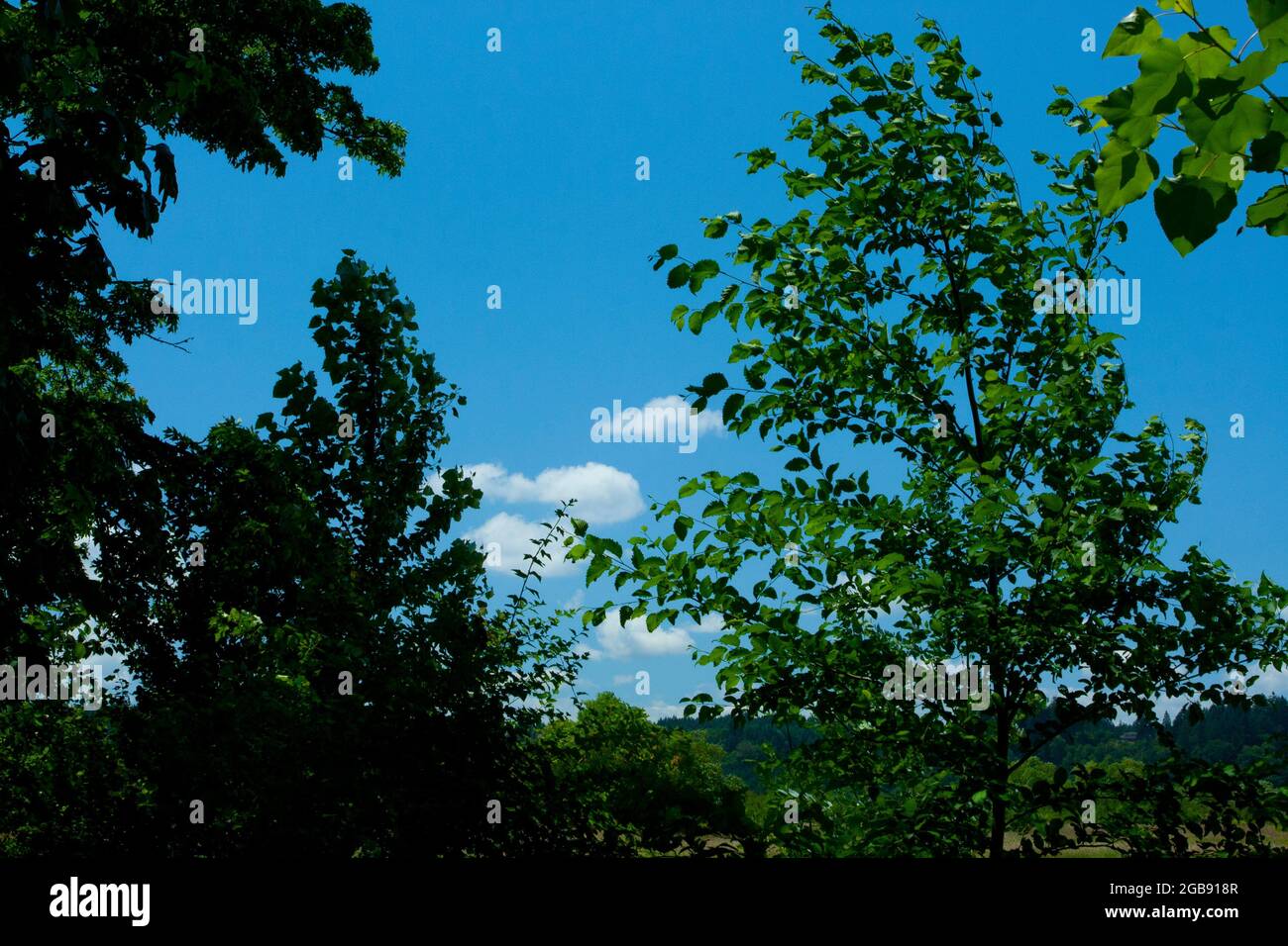 a exterior picture of an Pacific Northwest wetlands with Red Alder ...