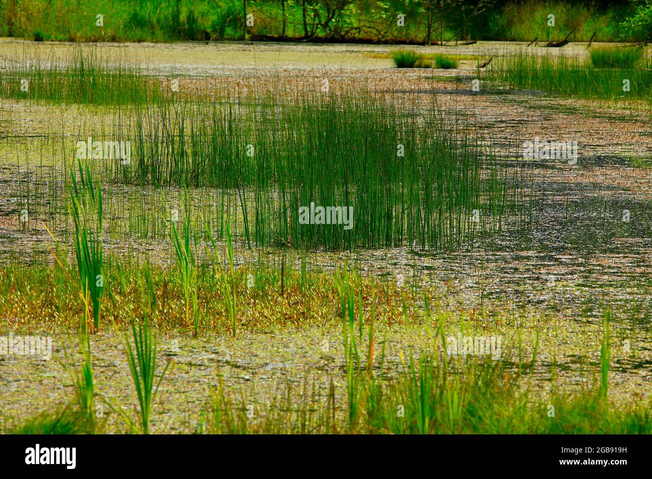 a exterior picture of an Pacific Northwest wetlands with water reeds ...